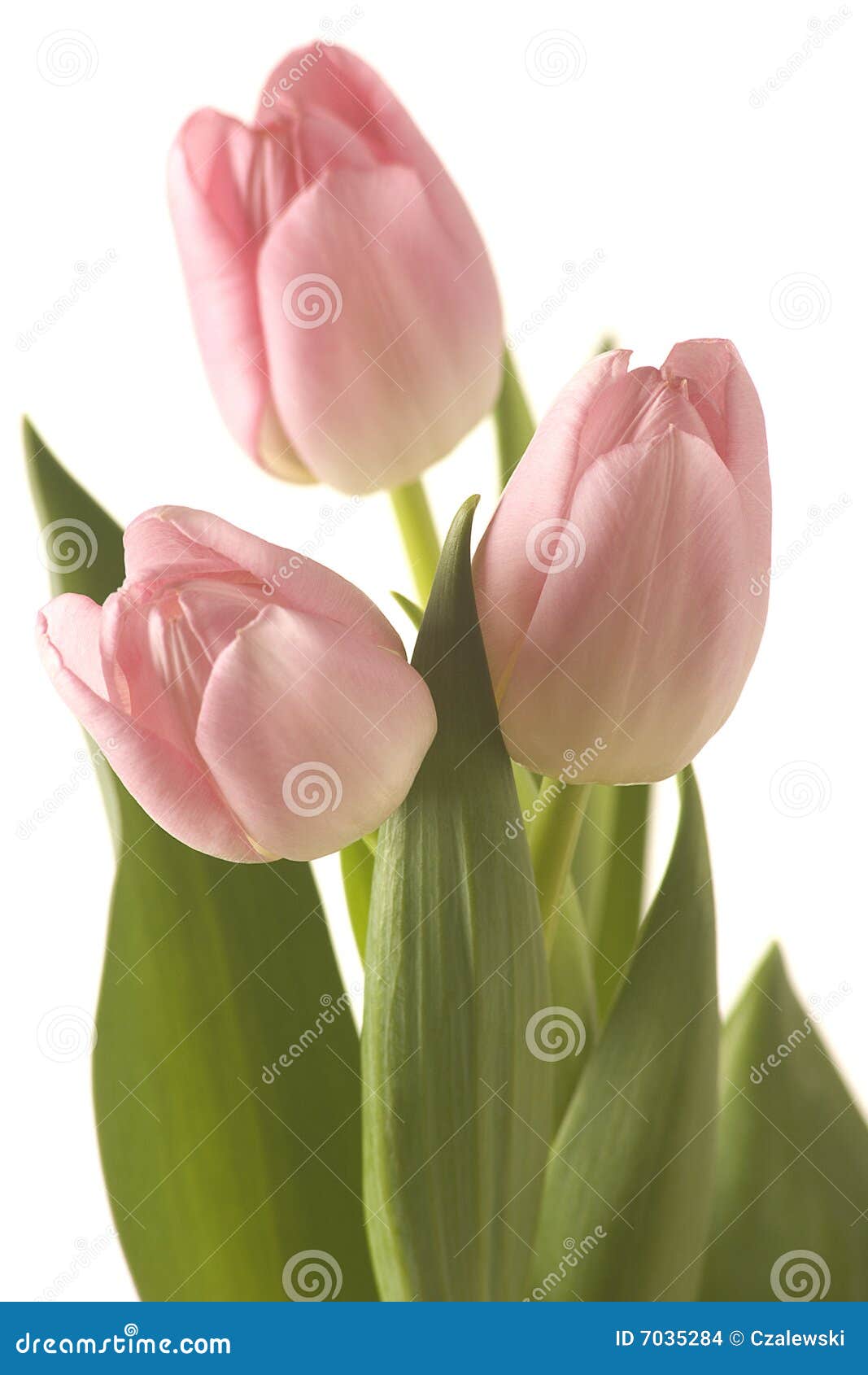 Peachy Spring Tulips on Light Background Stock Photo - Image of ...