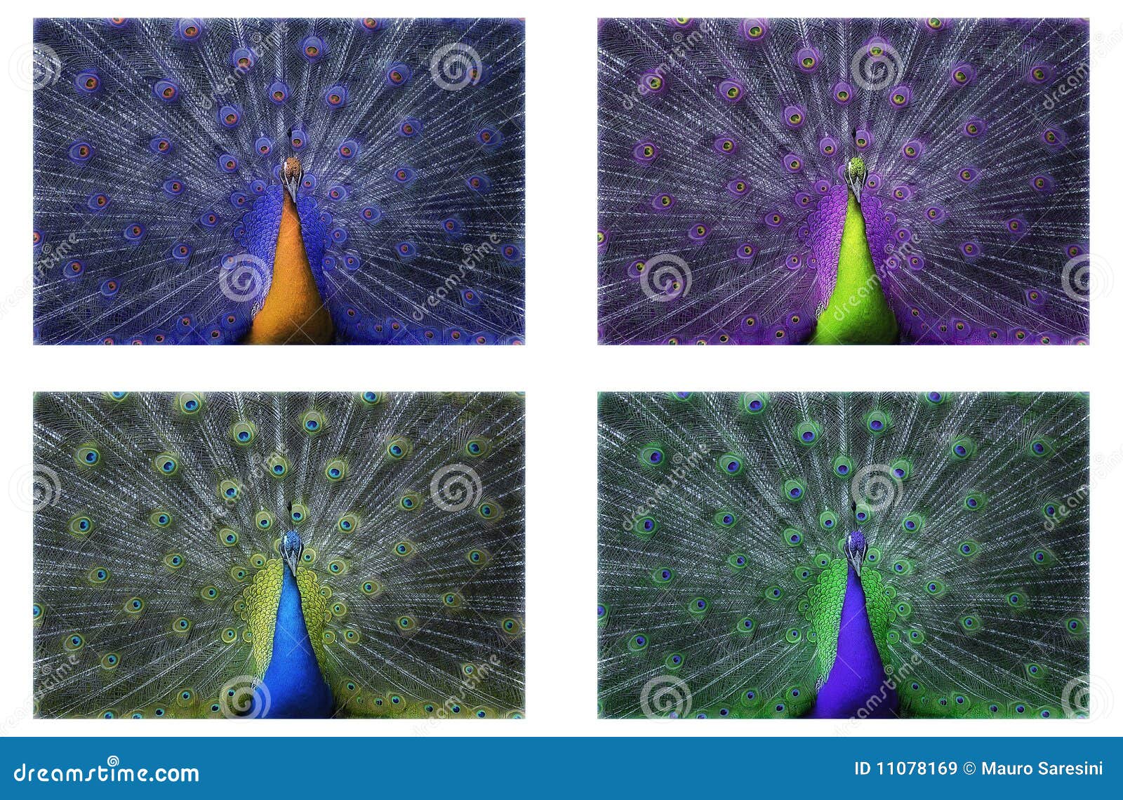 Peacock stock image. Image of bird, beautiful, color - 11078169