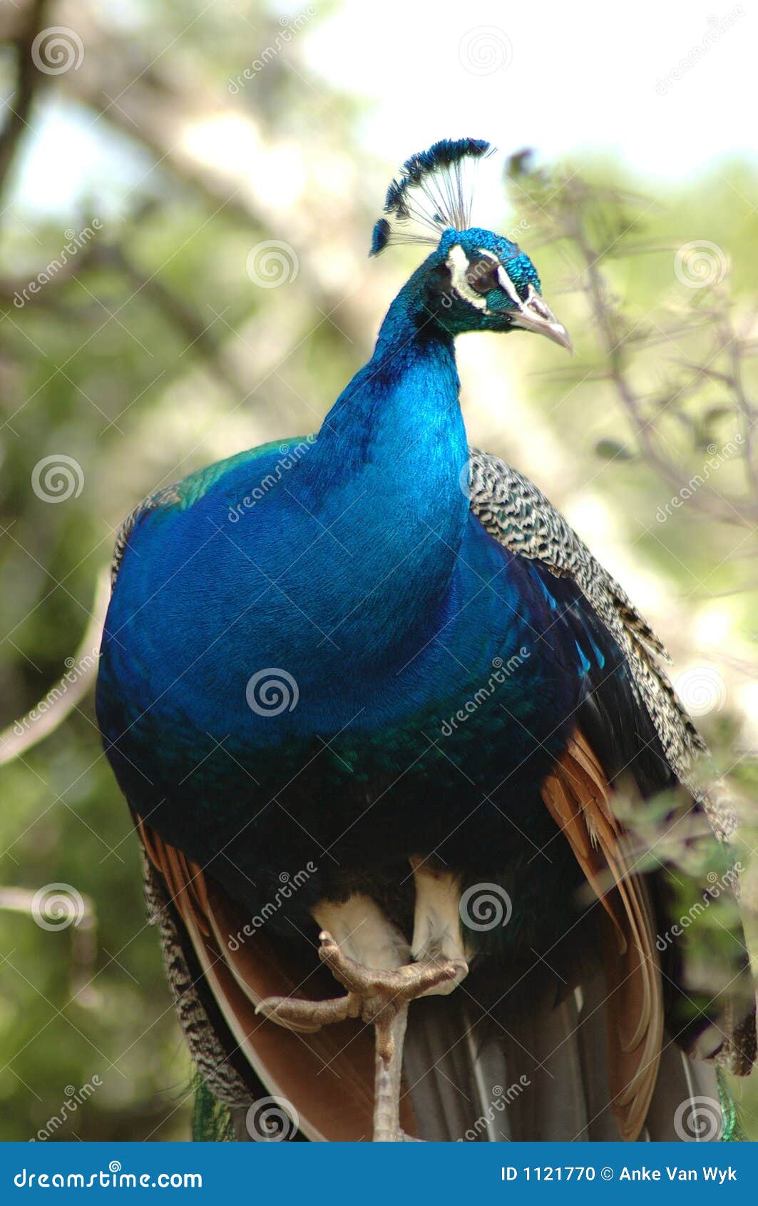 156 Full Body Peacock Stock Photos - Free & Royalty-Free Stock Photos ...