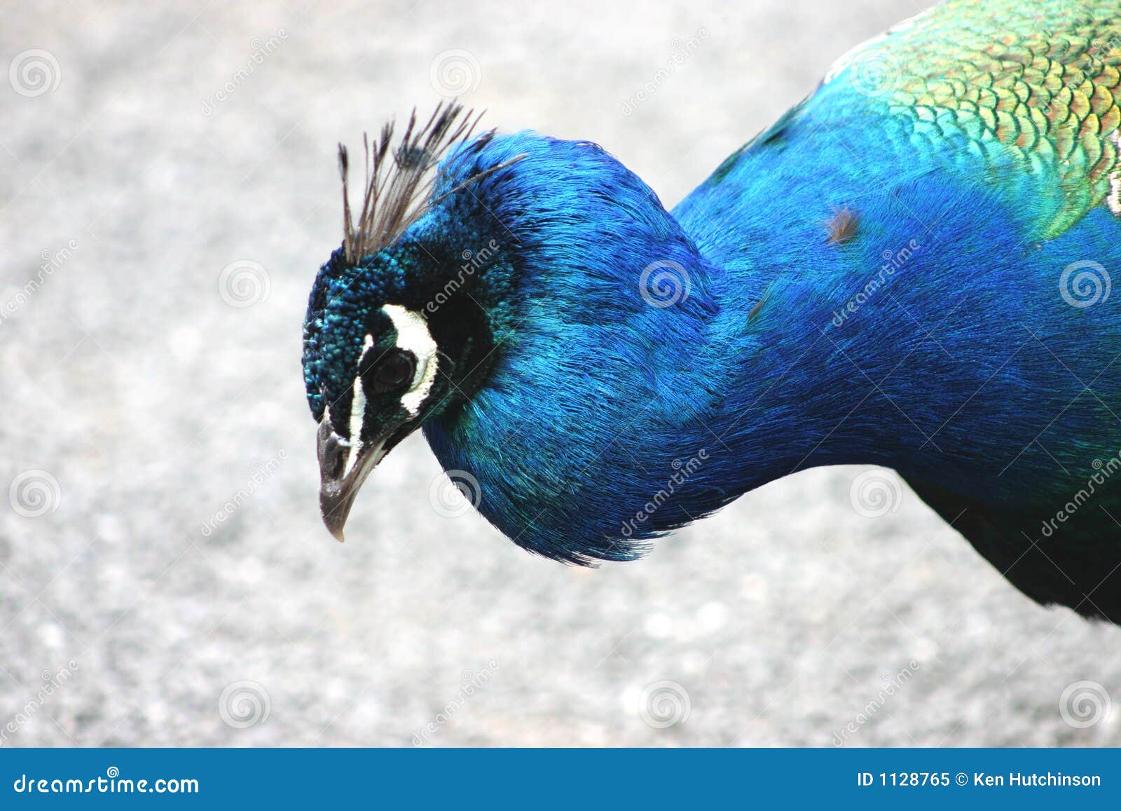 Peacock stock image. Image of beak, spectacular, peacock - 1128765