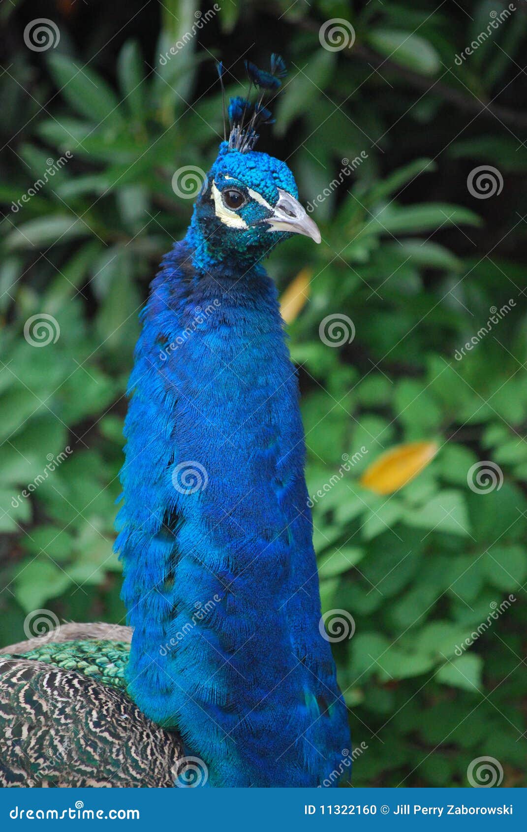 Peacock stock photo. Image of fancy, feathers, neck, beak - 11322160