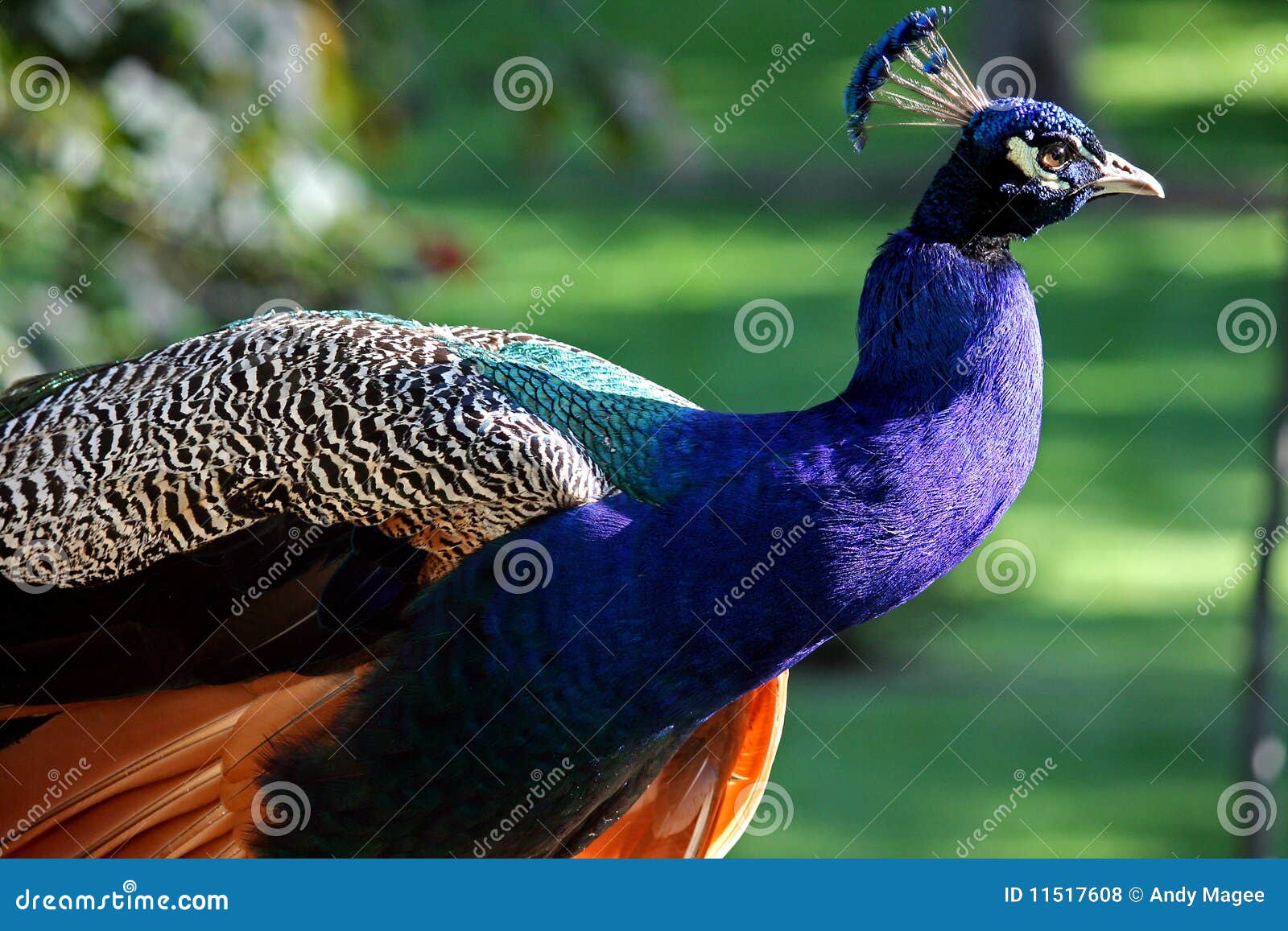 Peacock stock photo. Image of green, beak, violet, peafowl - 11517608