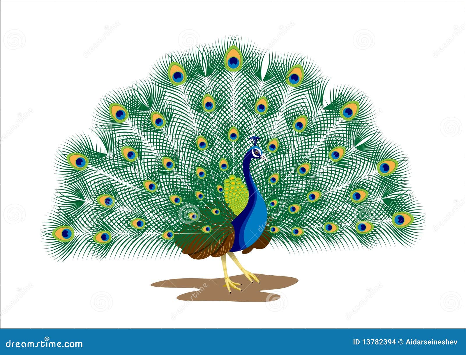 How To Draw A Dancing Peacock