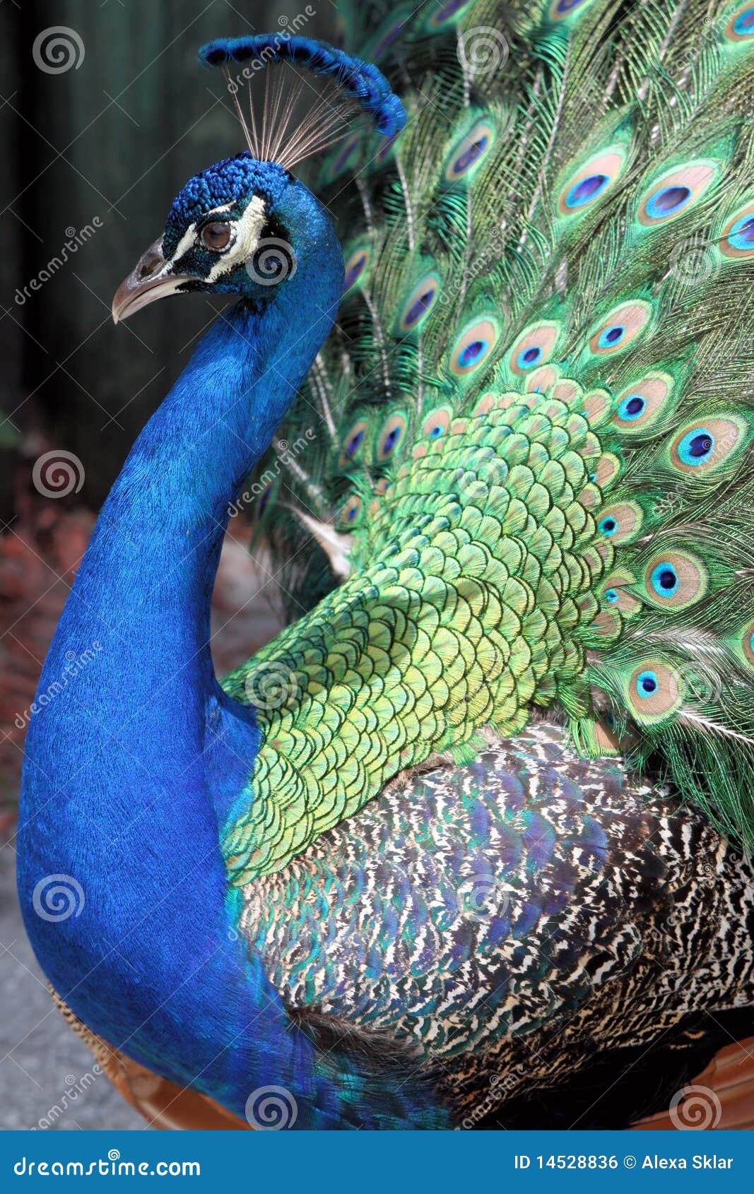 Peacock Royalty Free Stock Image - Image: 14528836