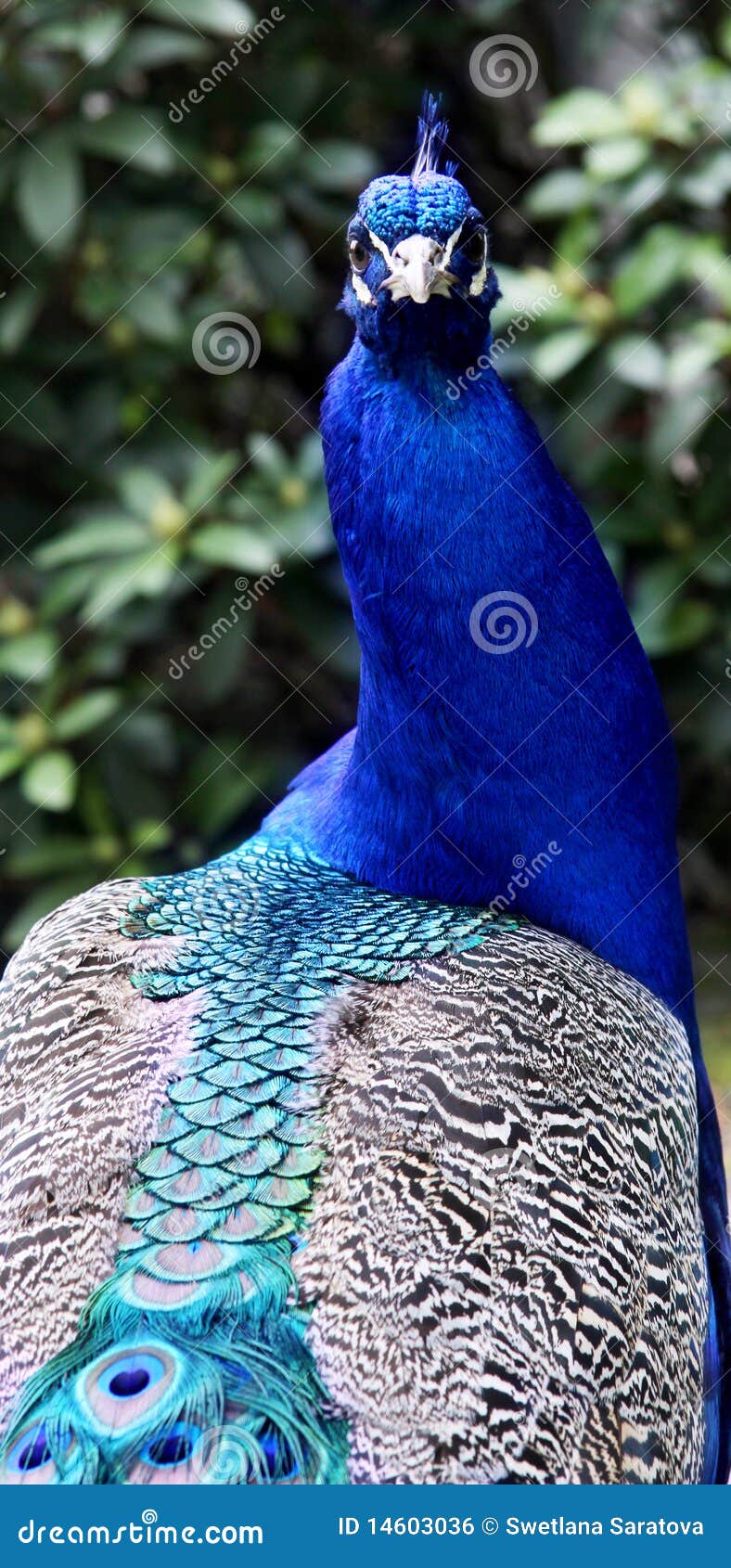 Peacock stock photo. Image of fowl, peacock, tail, beak - 14603036