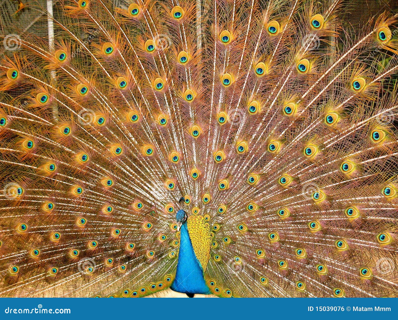 Peacock stock photo. Image of bird, blue, colorful, colors - 15039076