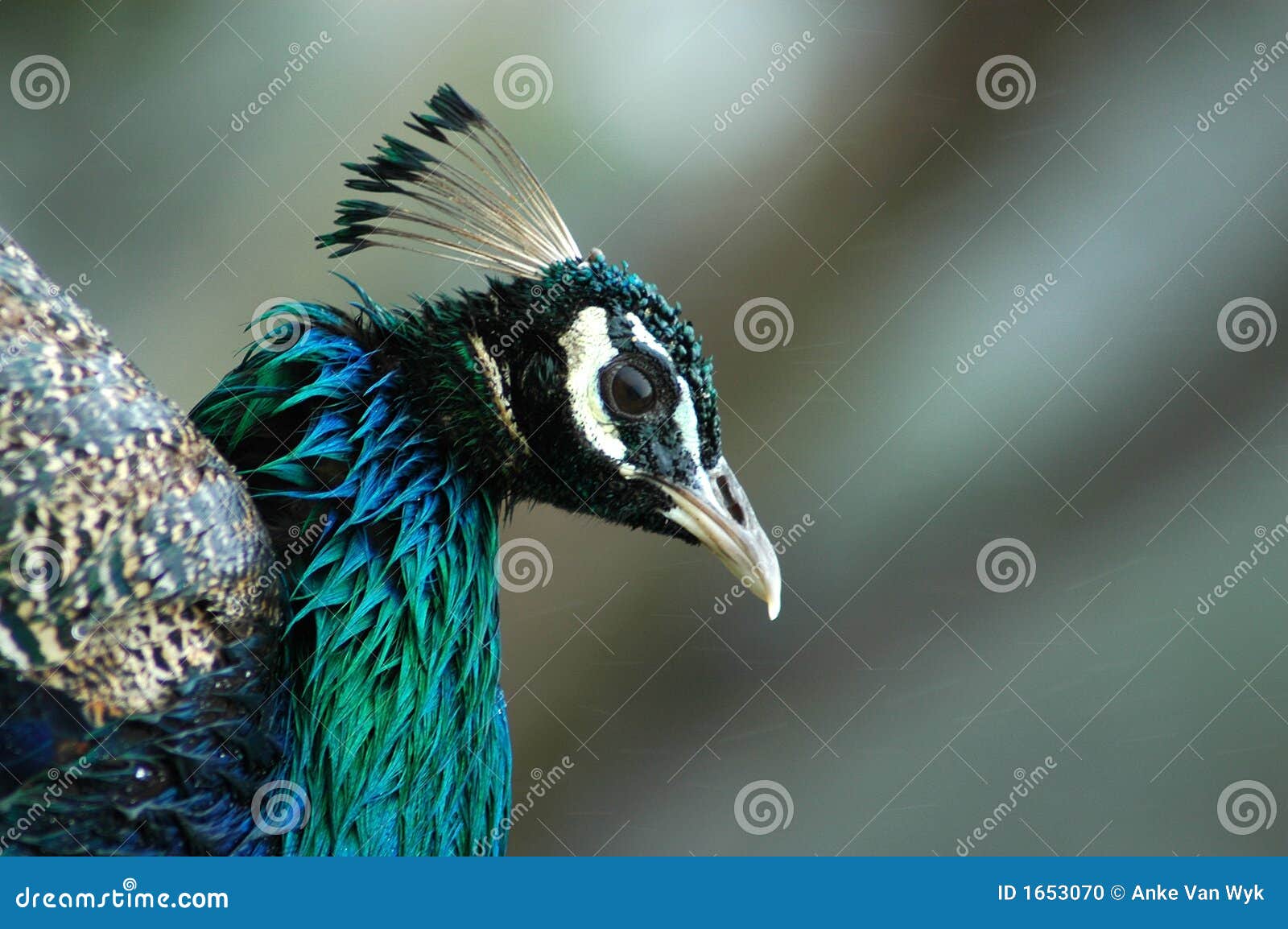 Bird Profiles Wings Spread Stock Photos - Free & Royalty-Free Stock ...