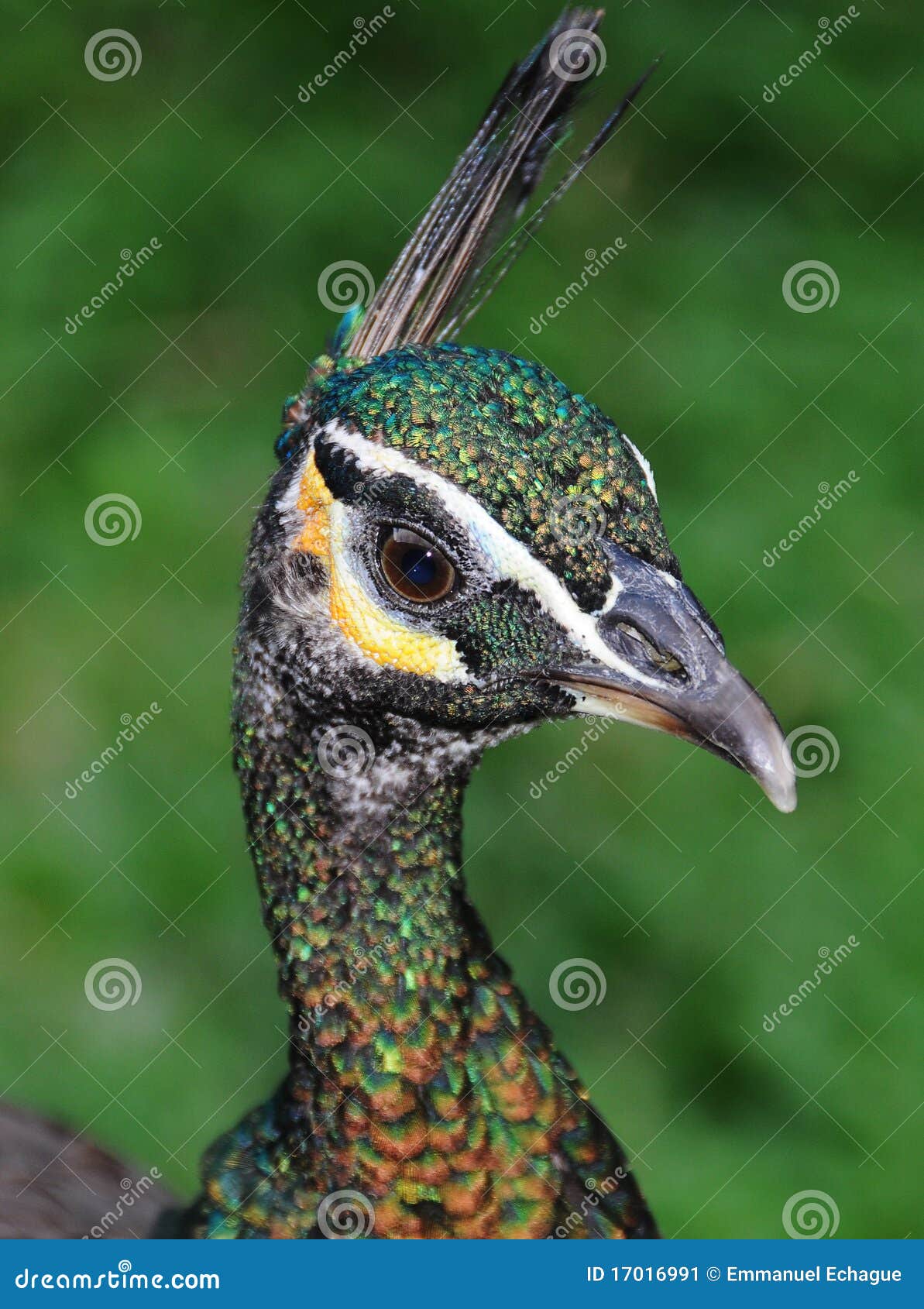 Peacock stock image. Image of colors, eyes, beak, peacock - 17016991
