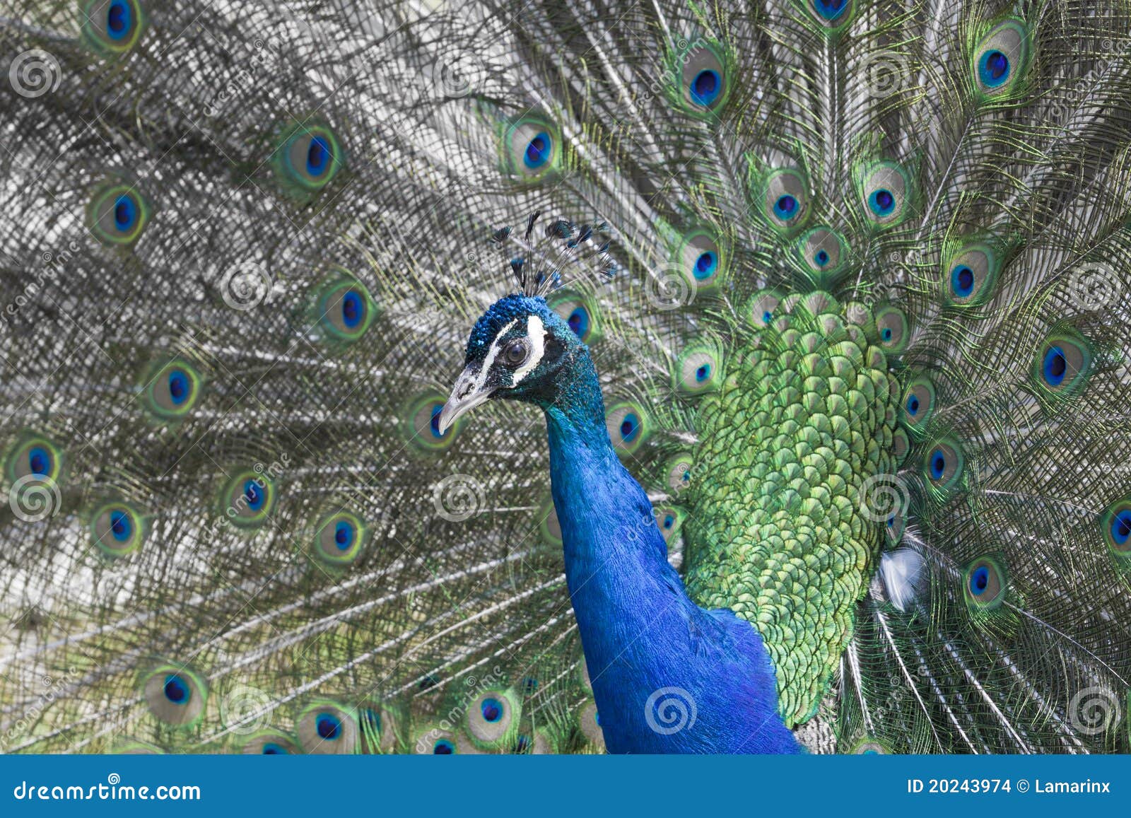 Peacock stock photo. Image of show, attractive, beautiful - 20243974