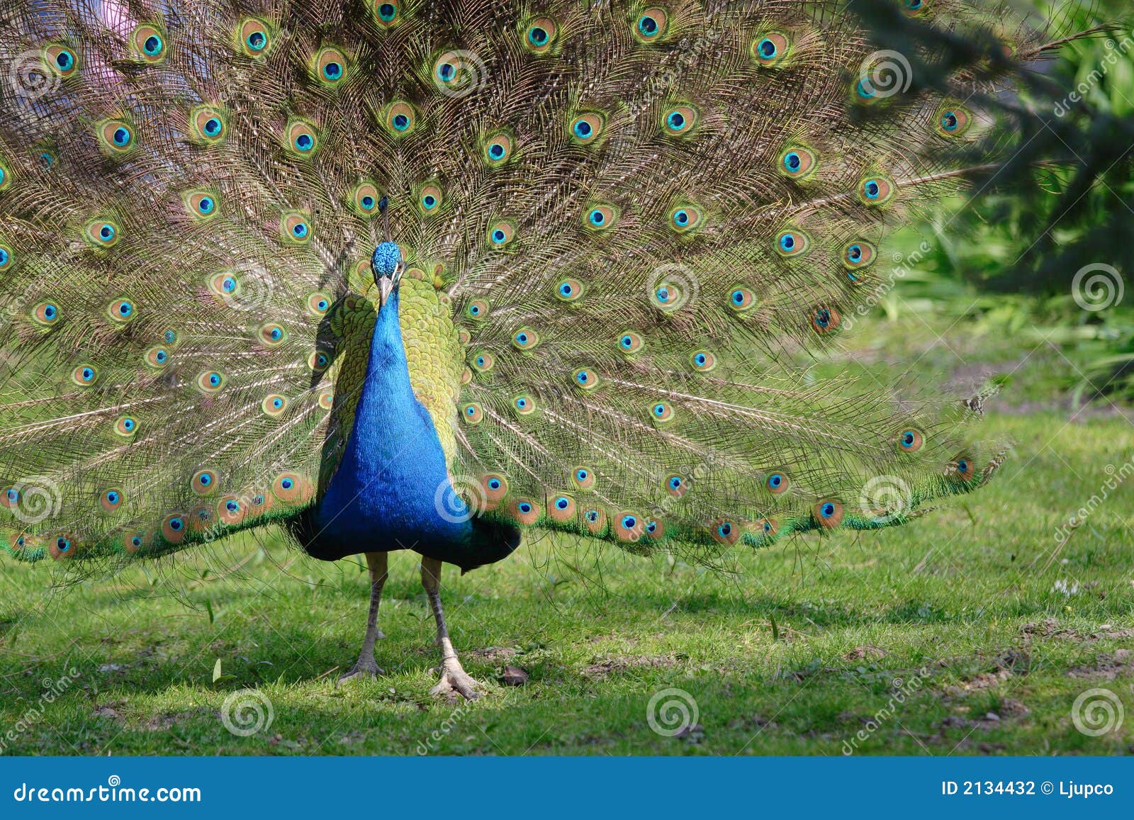 Peacock stock photo. Image of colorful, outside, garden - 2134432