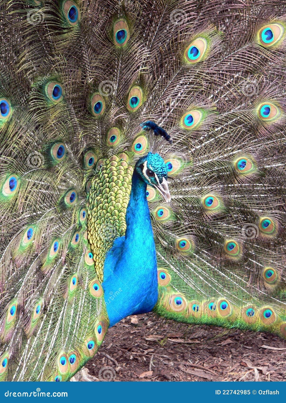 Peacock stock image. Image of yellow, plumage, blue, bird - 22742985