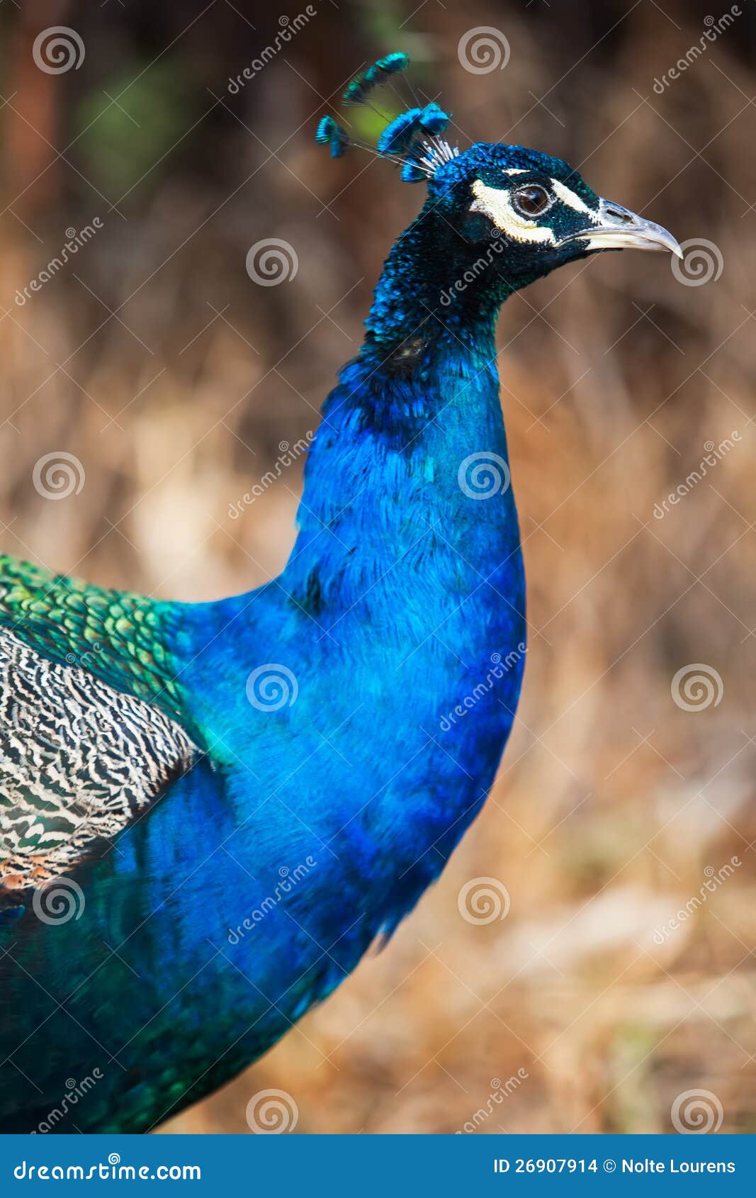 Peacock stock photo. Image of bird, front, branch, animal - 26907914