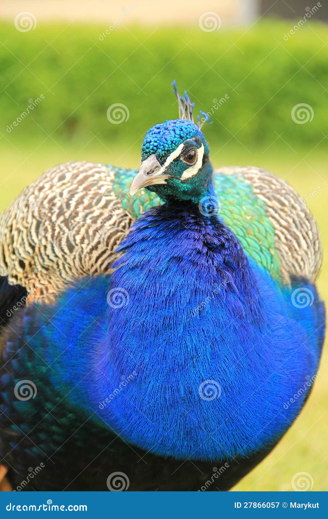 Peacock stock image. Image of beak, tail, feather, phasianidae - 27866057