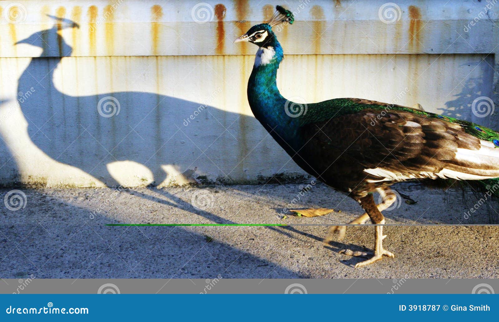 Peacock stock image. Image of outdoors, creature, pretty - 3918787