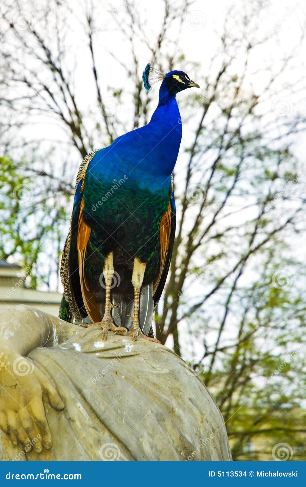 Peacock stock photo. Image of tail, peafowl, garden, birds - 5113534