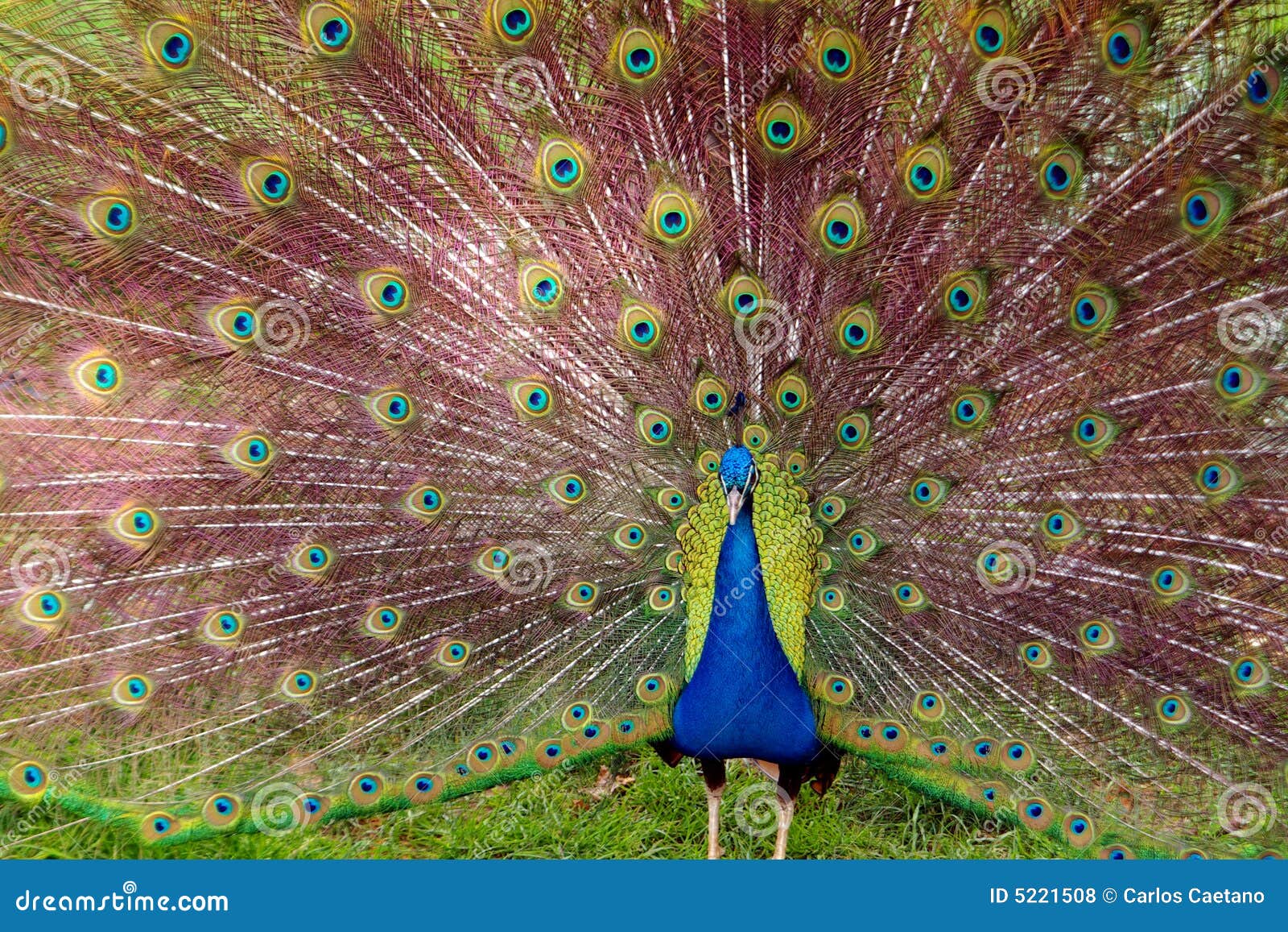 Peacock stock photo. Image of wildlife, feathers, spots - 5221508
