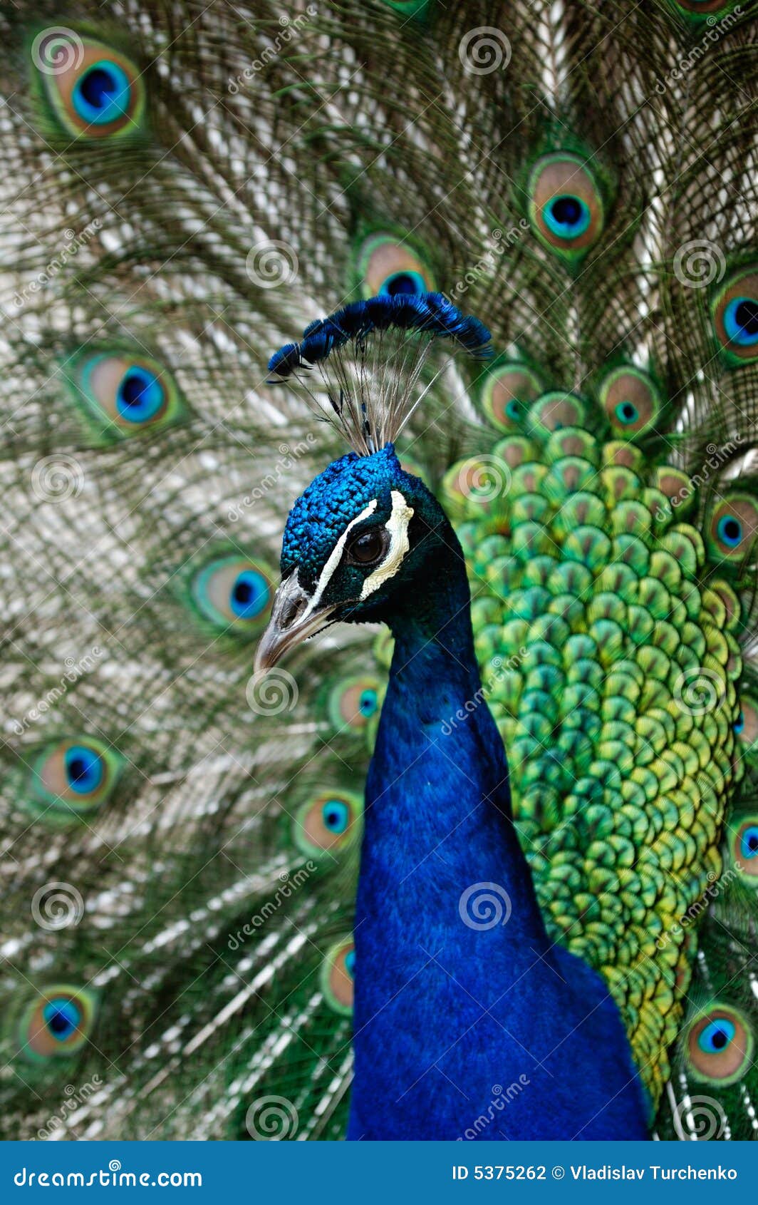 The SUn FlAre ANd The PeAcocK ShAdoW LooKs GorGeoUs.... Stock Image ...