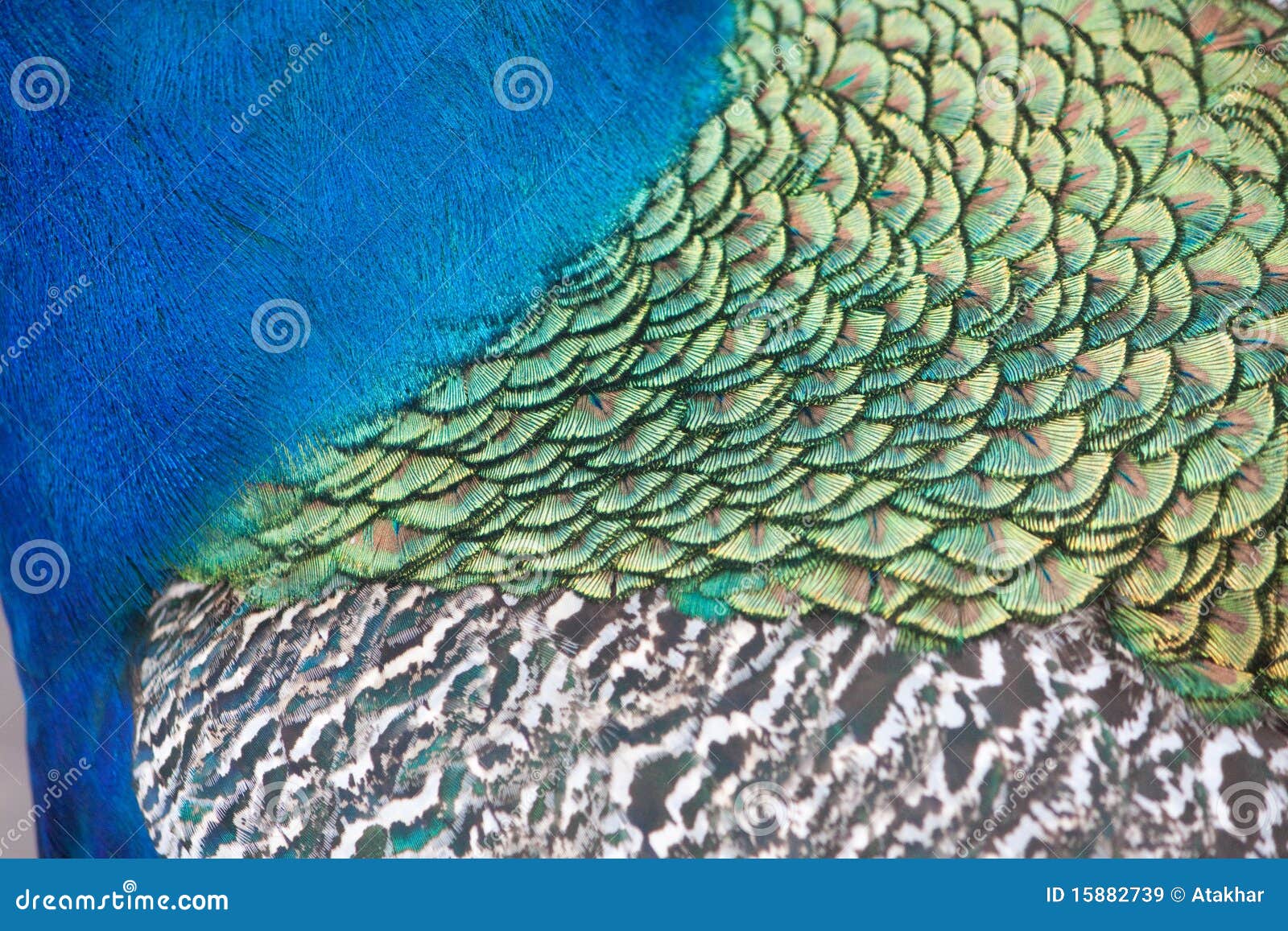 Peacock abstract stock image. Image of large, india, pattern - 15882739