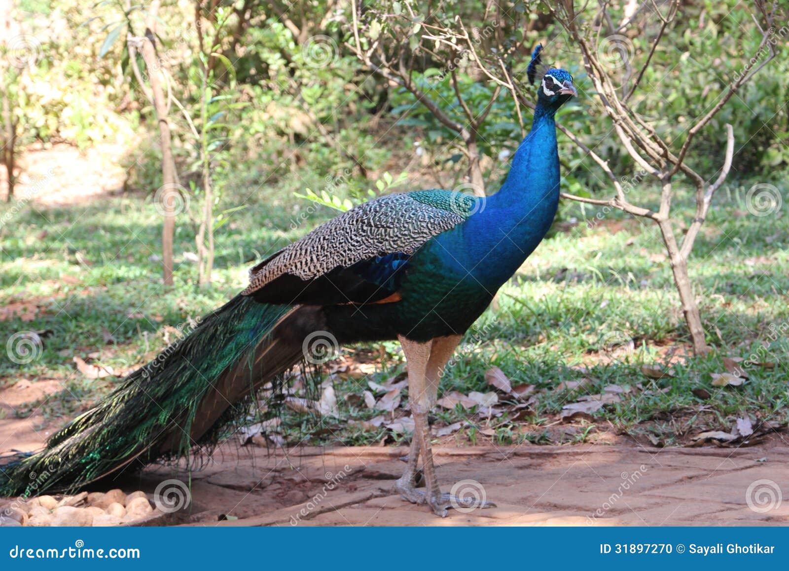 Peacock stock photo. Image of beauty, blue, creation - 31897270