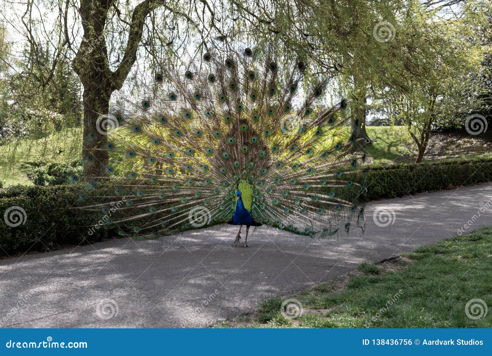 Peacock on Asphalt Footpath Stock Photo - Image of dots, ocelli: 138436756