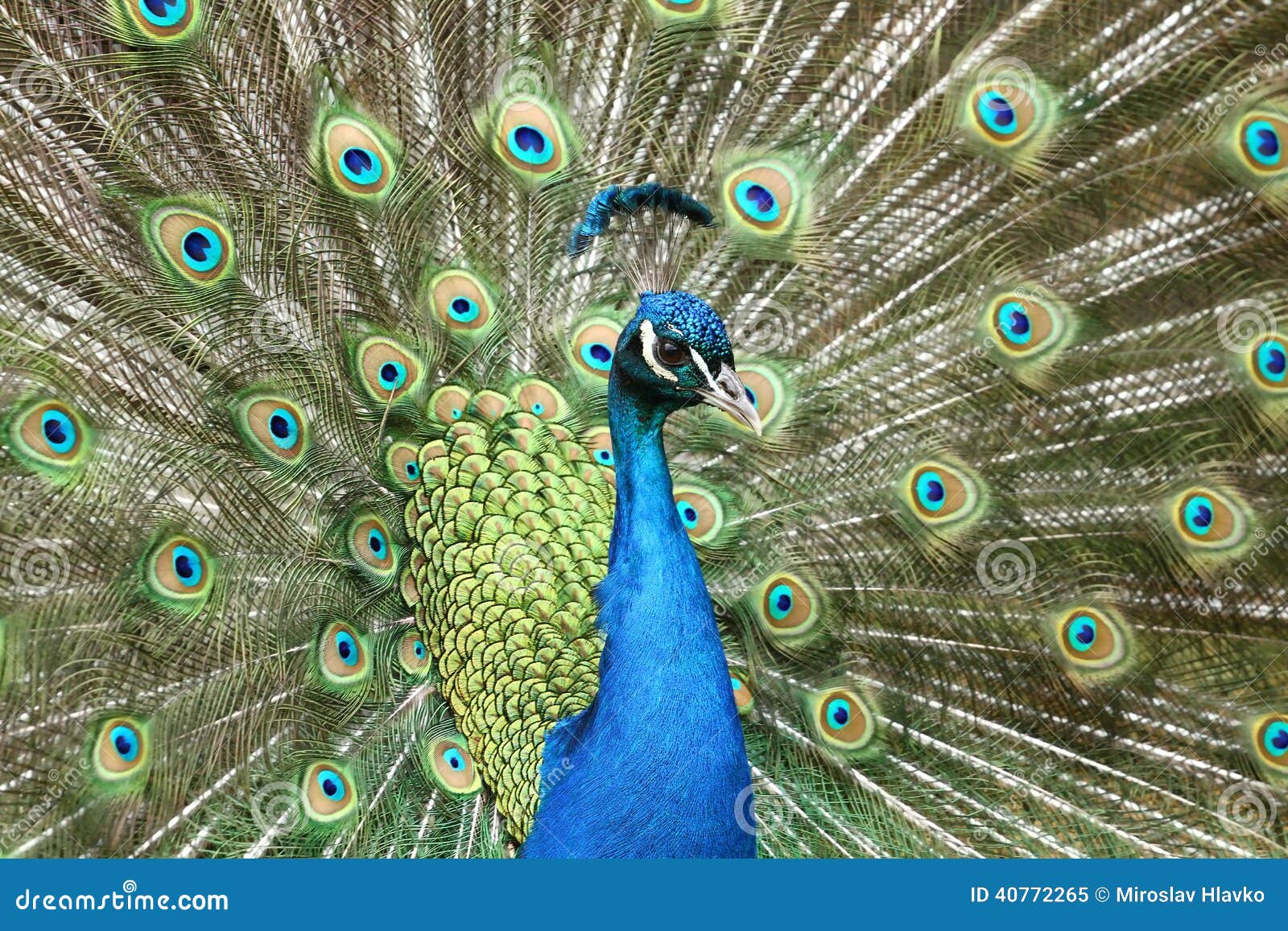 Peacock stock image. Image of pavo, proud, peacock, animal - 40772265