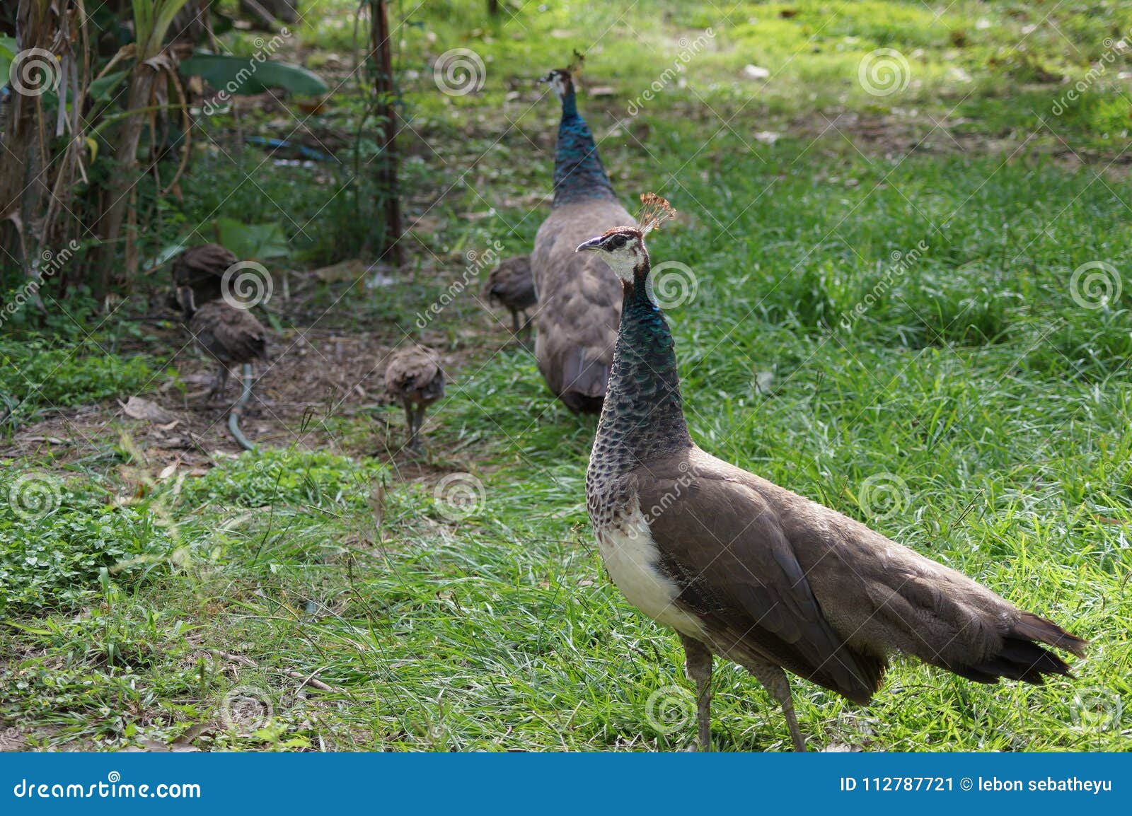 Peacock Babies with Parents Stock Image - Image of babies, hearing ...