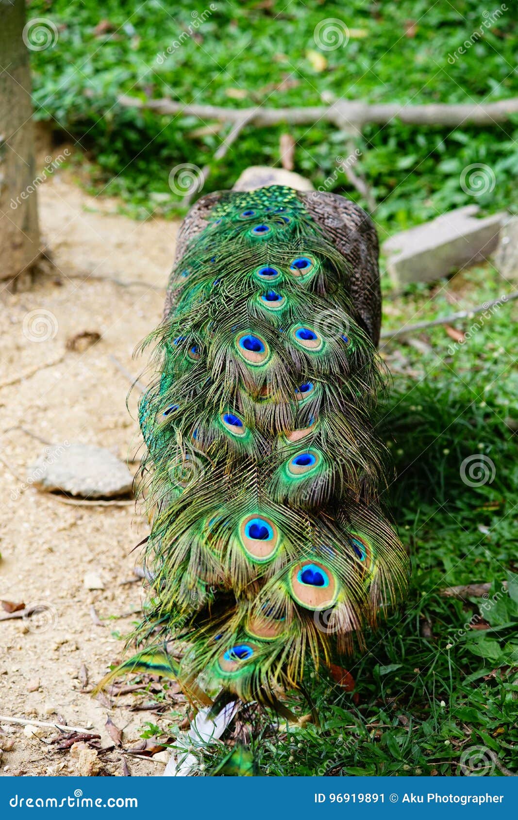 Peacock stock image. Image of decorative, bright, back - 96919891