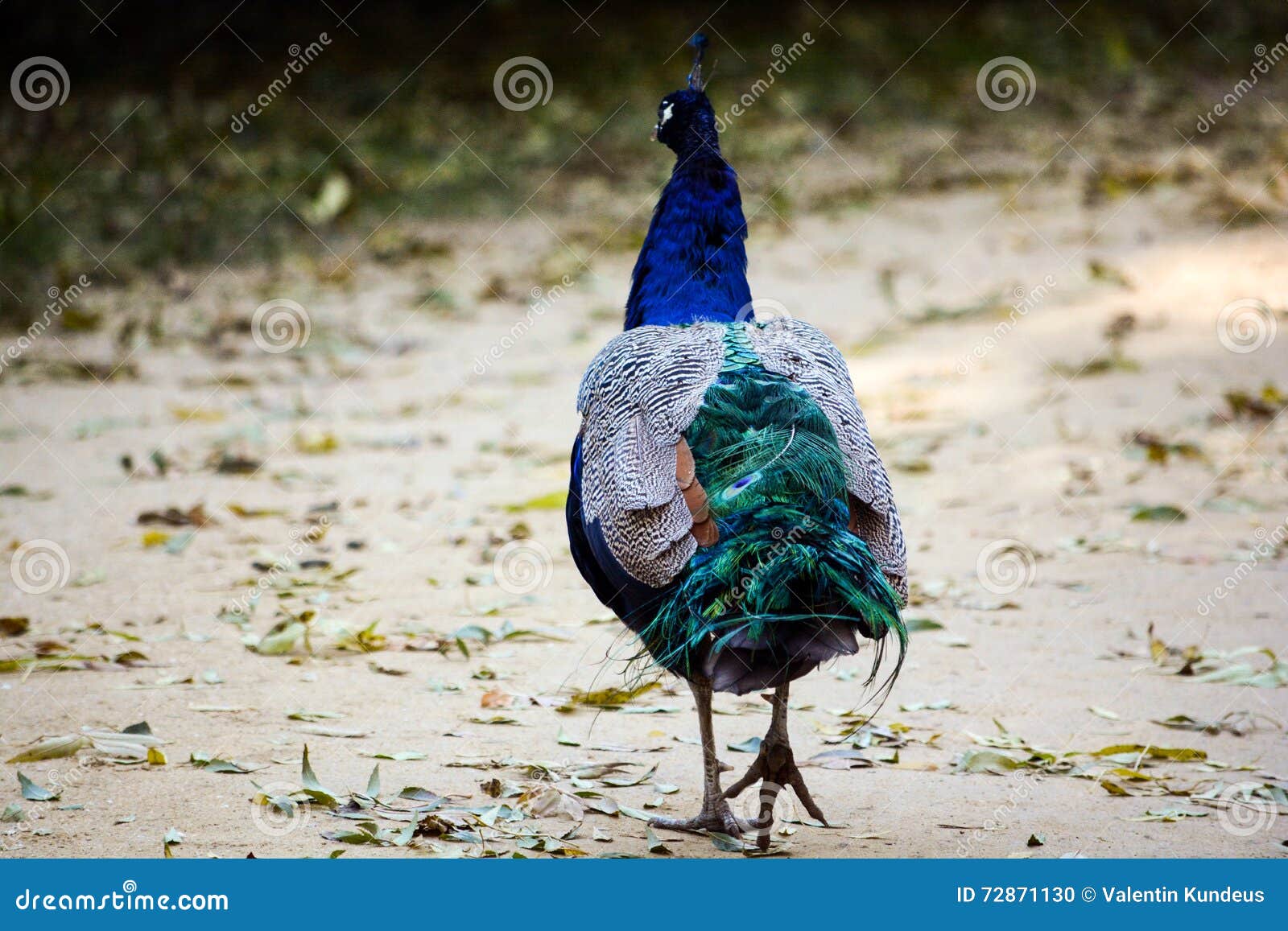 Peacock is back stock photo. Image of feather, male, natural - 72871130
