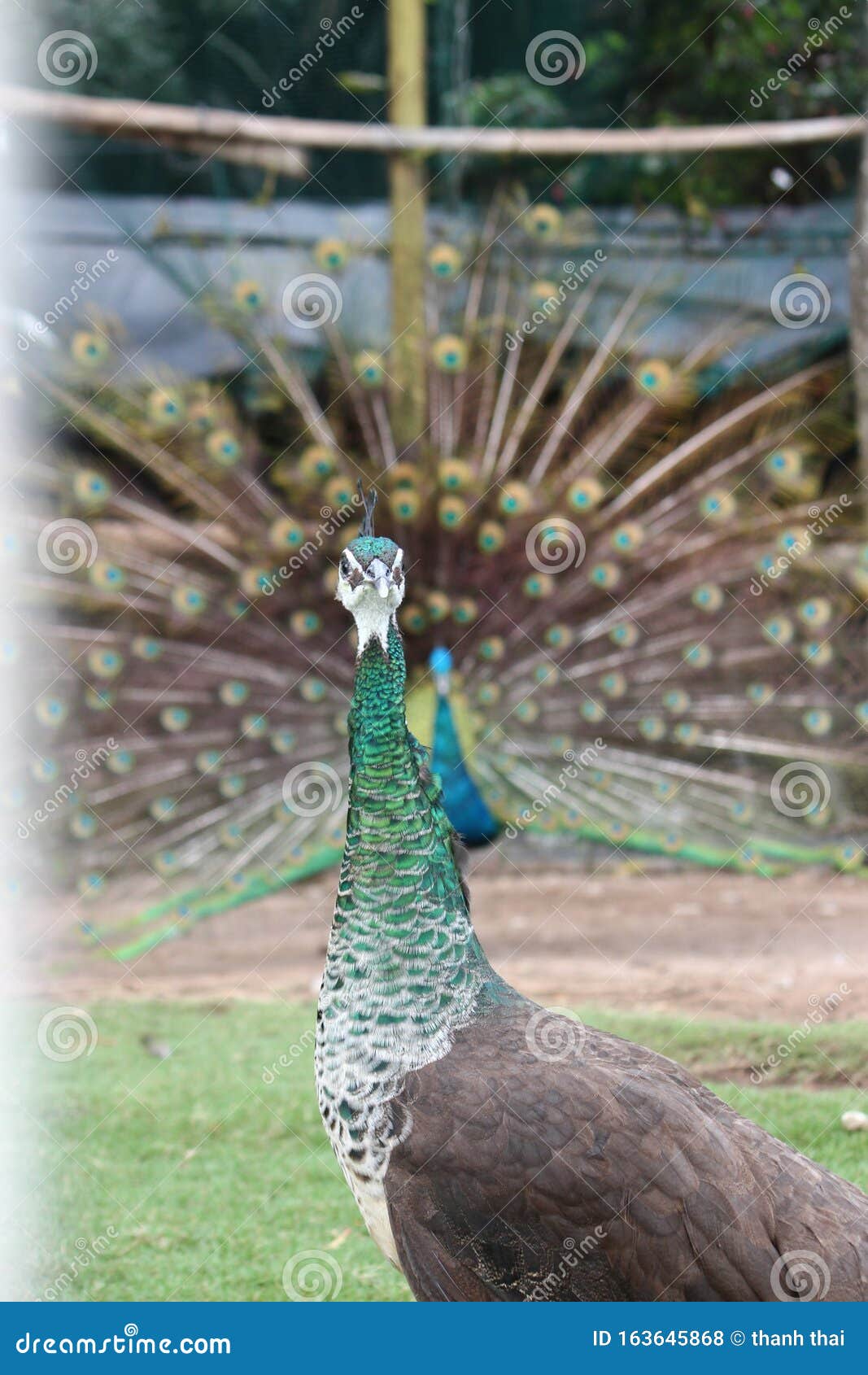The peacock in back yark stock photo. Image of animal - 163645868