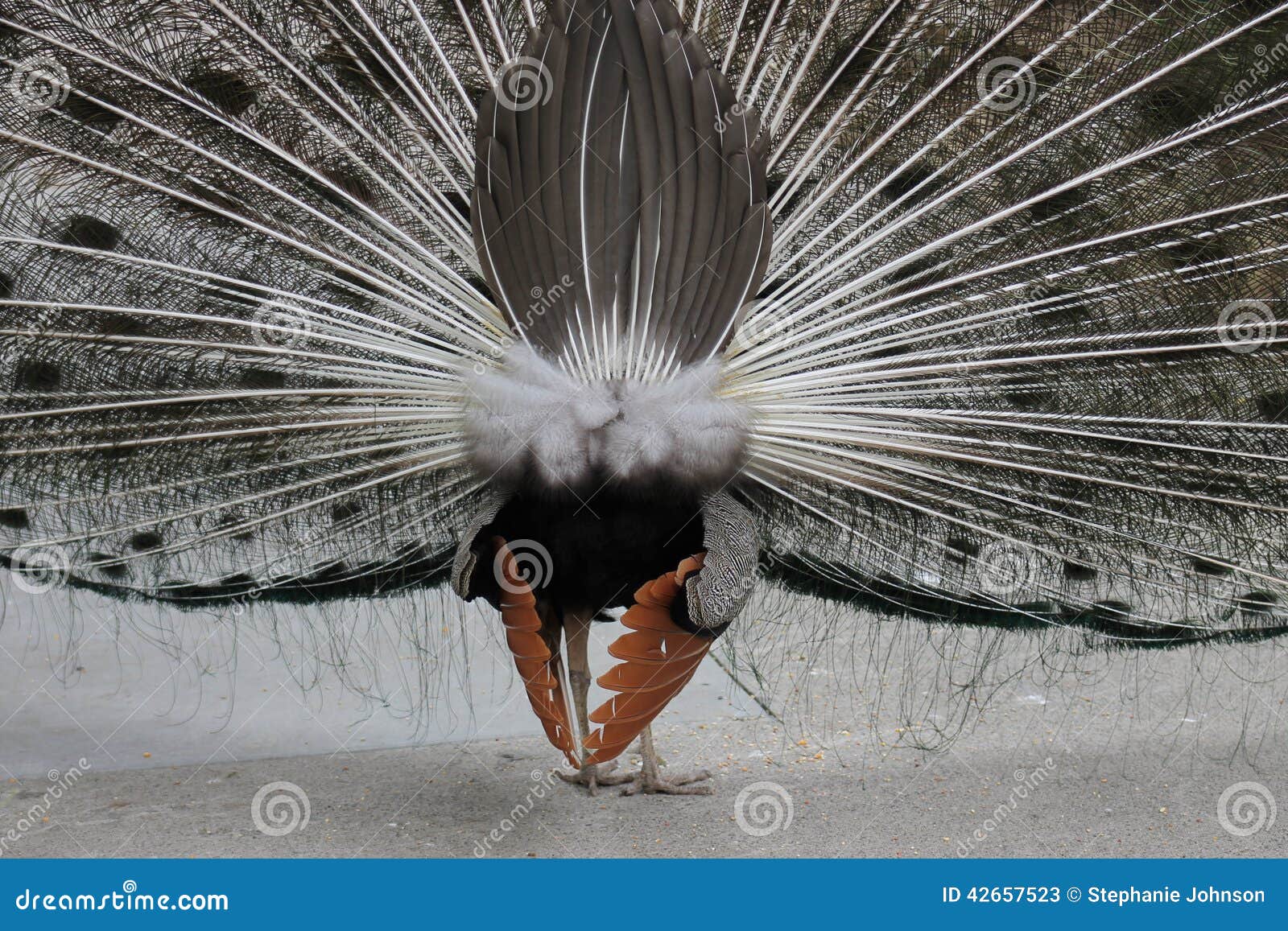 Peacock backside stock image. Image of feather, bird - 42657523