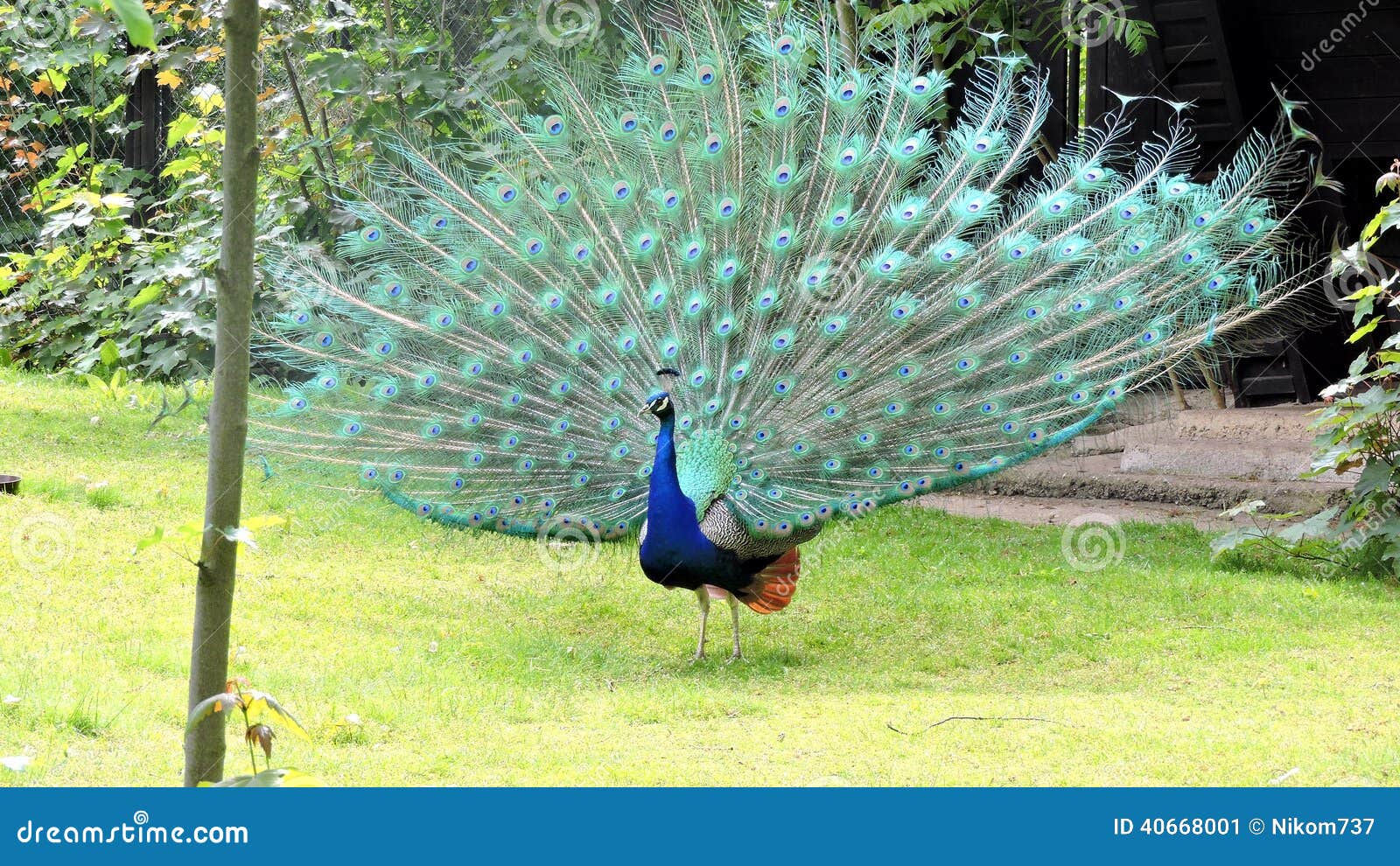 Peacock. stock image. Image of admiration, bird, summer - 40668001