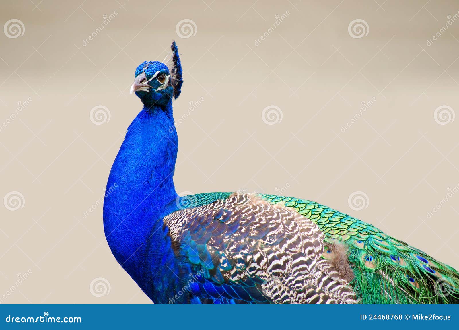 Peacock on the beach stock photo. Image of delicate, attraction - 24468768