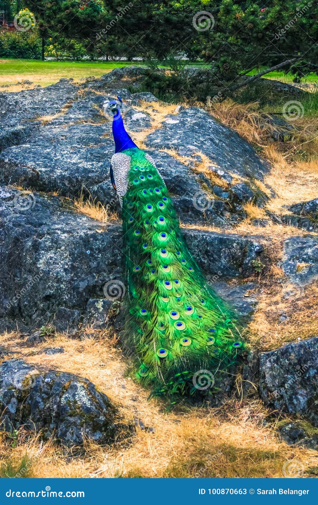 Peacock in Beacon Hill Park Stock Image - Image of victoria, peacock ...