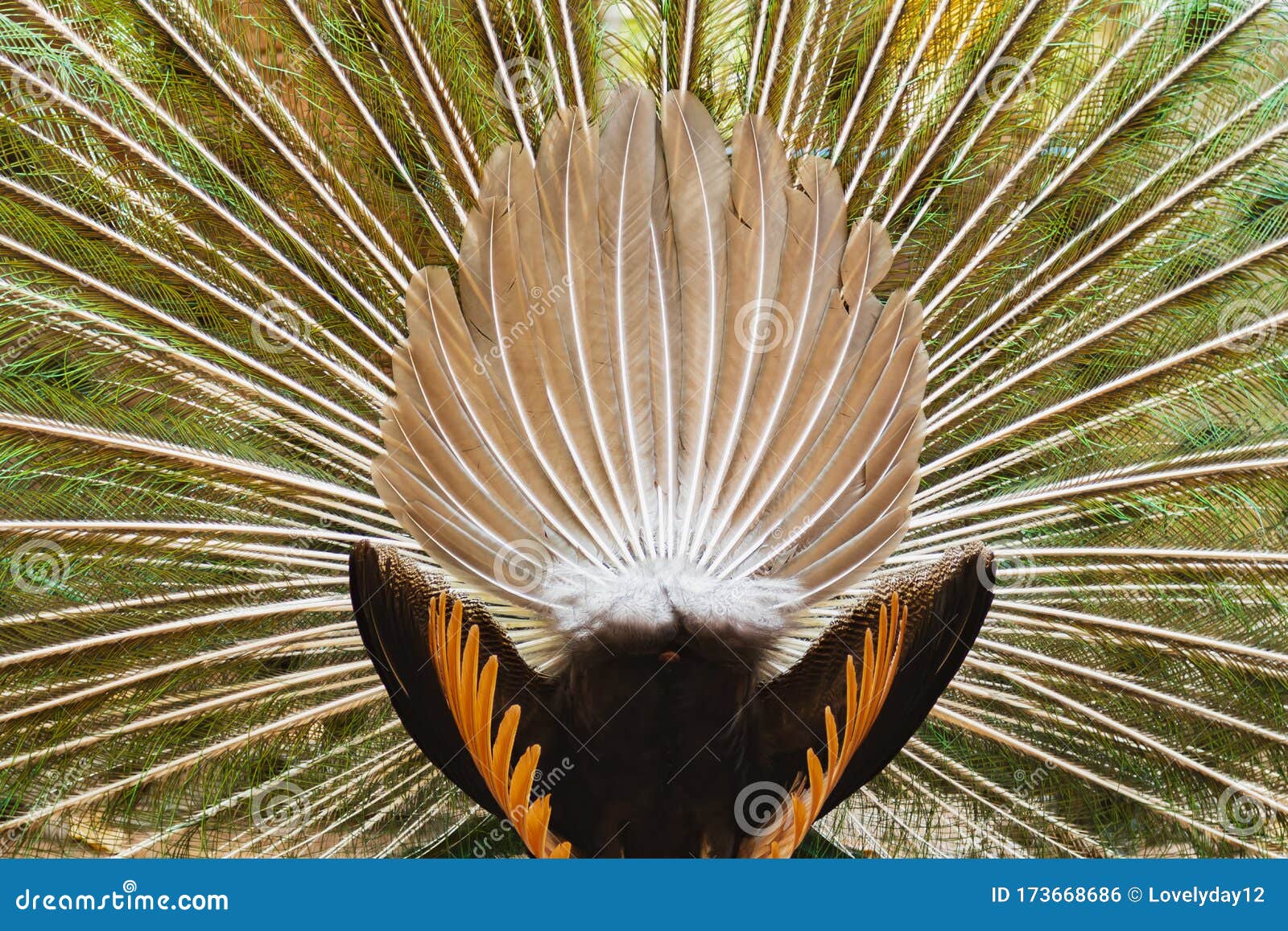Peacock with Beautiful Colorful Feather Stock Photo - Image of peafowl ...