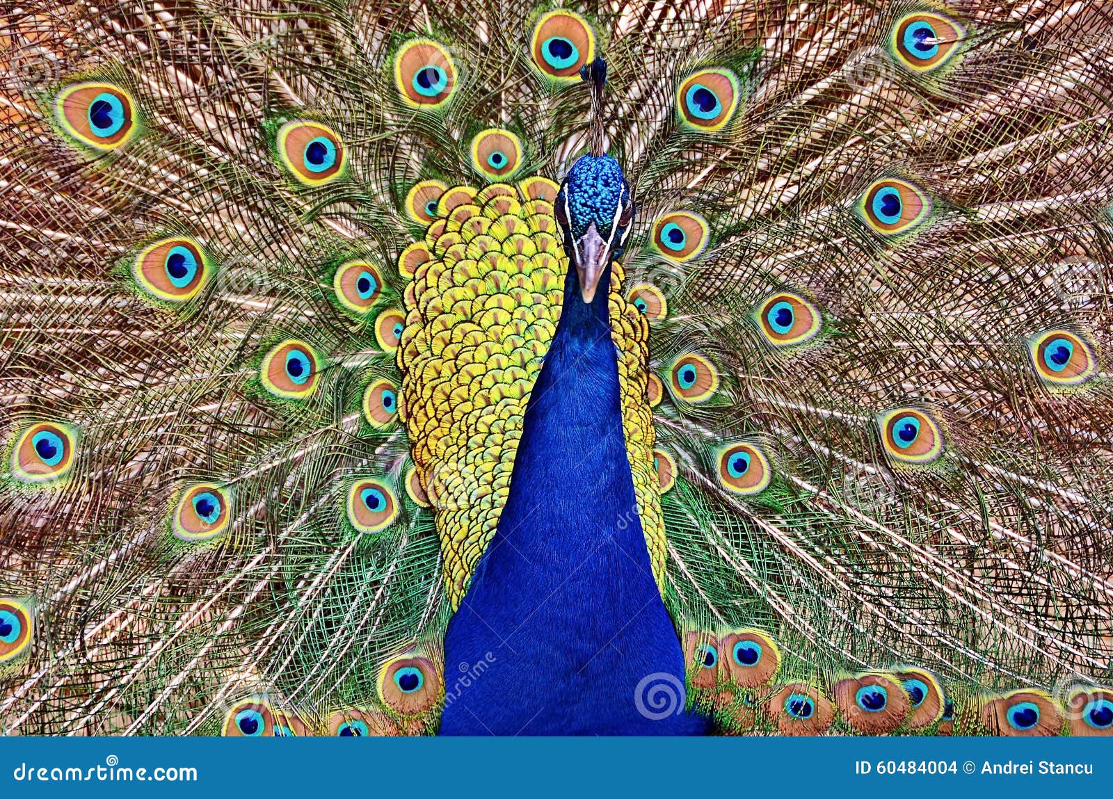 Peacock stock photo. Image of attract, colorful, animal - 60484004