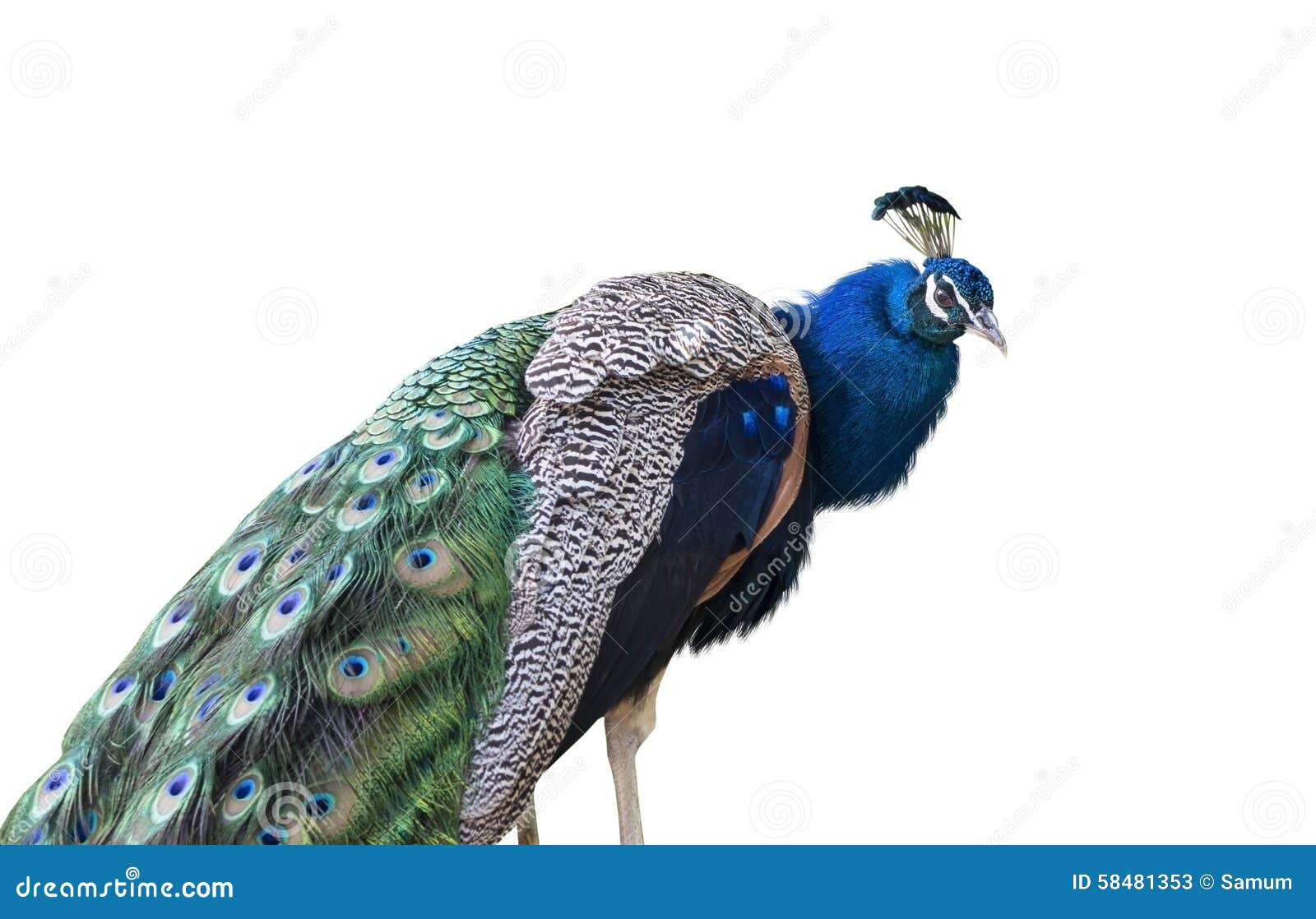 The peacock stock image. Image of plumage, adult, portrait - 58481353