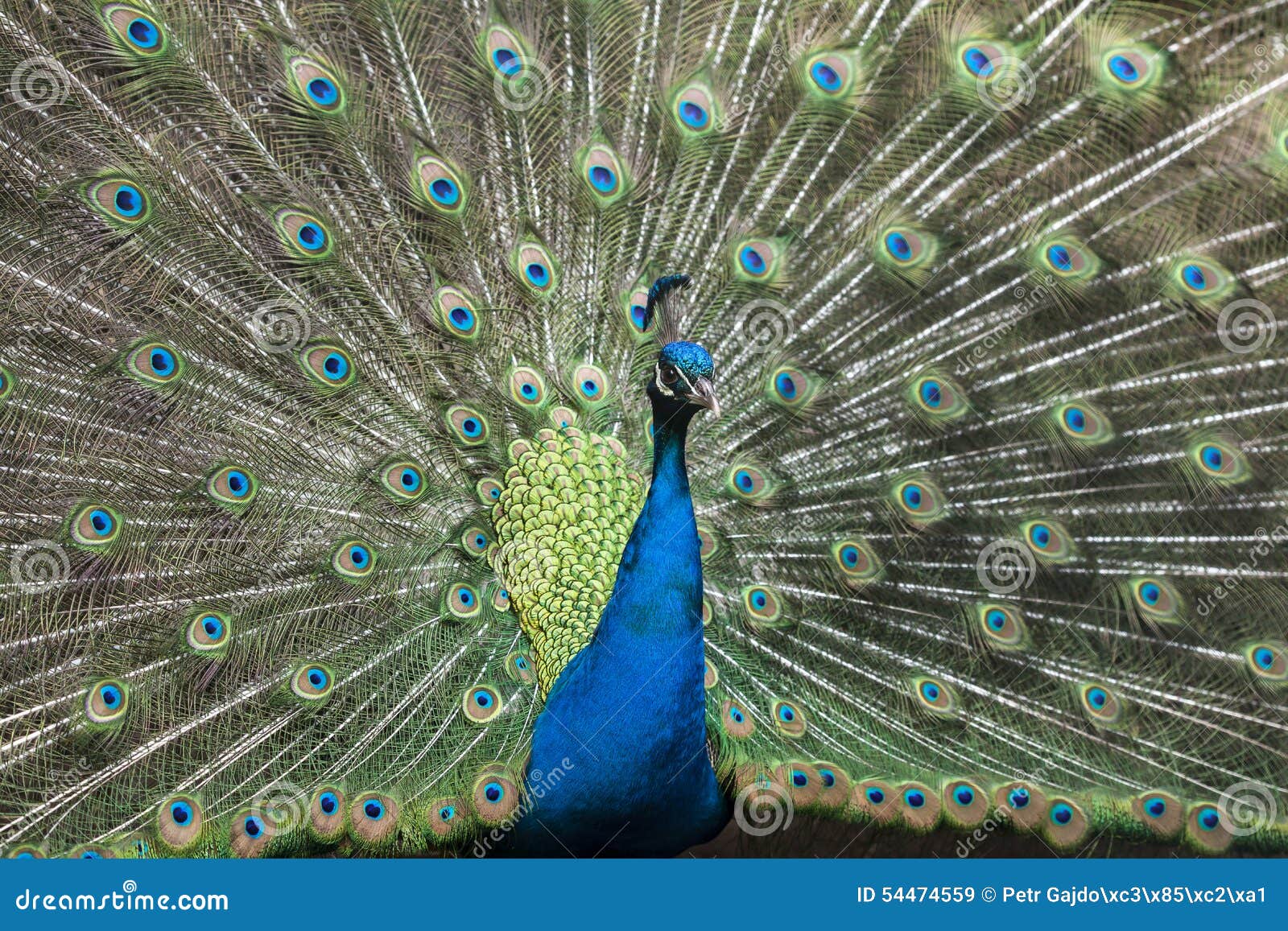 Peacock stock image. Image of colour, feather, park, pride - 54474559