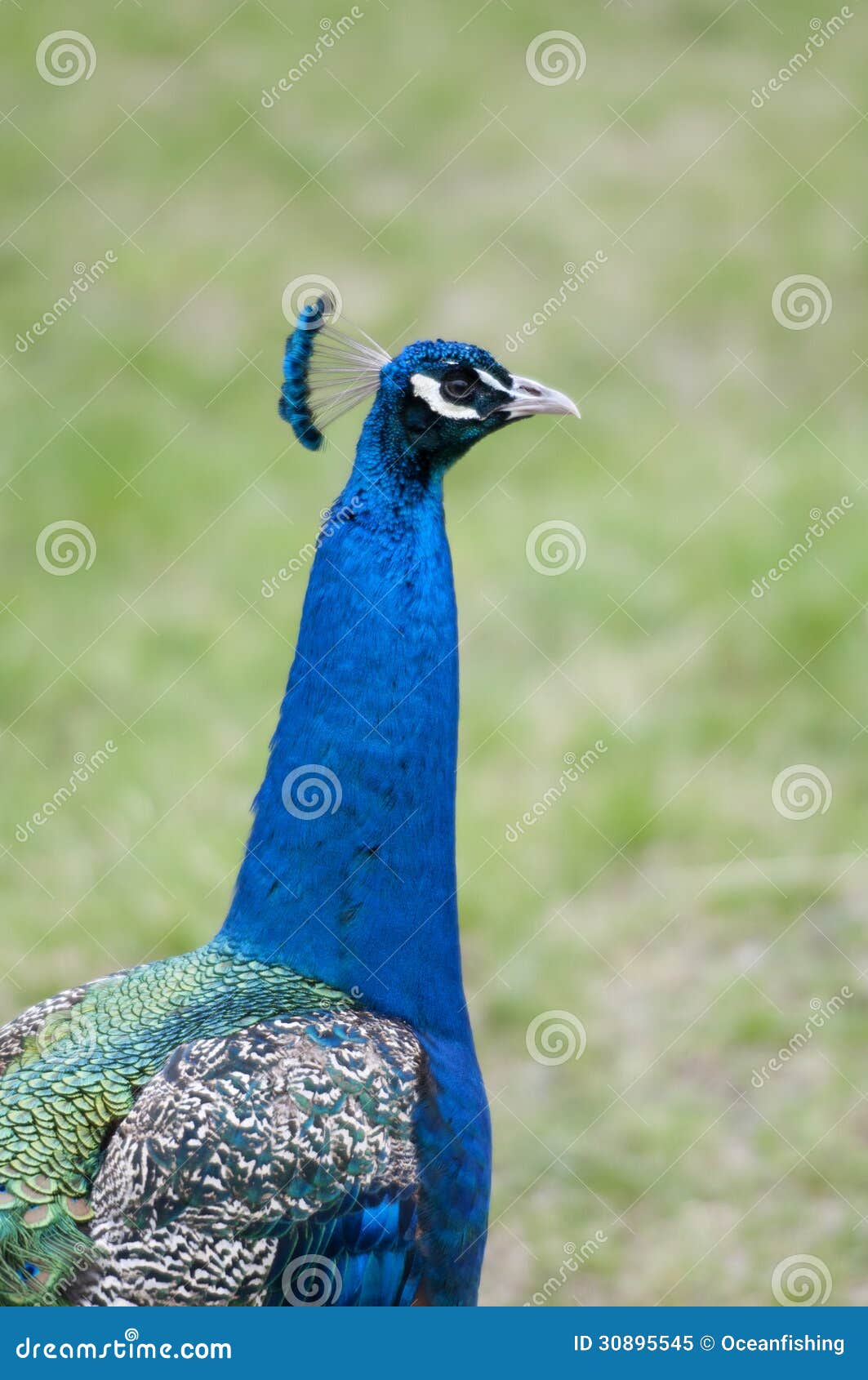 Peacock stock image. Image of spring, bird, ideas, birds - 30895545