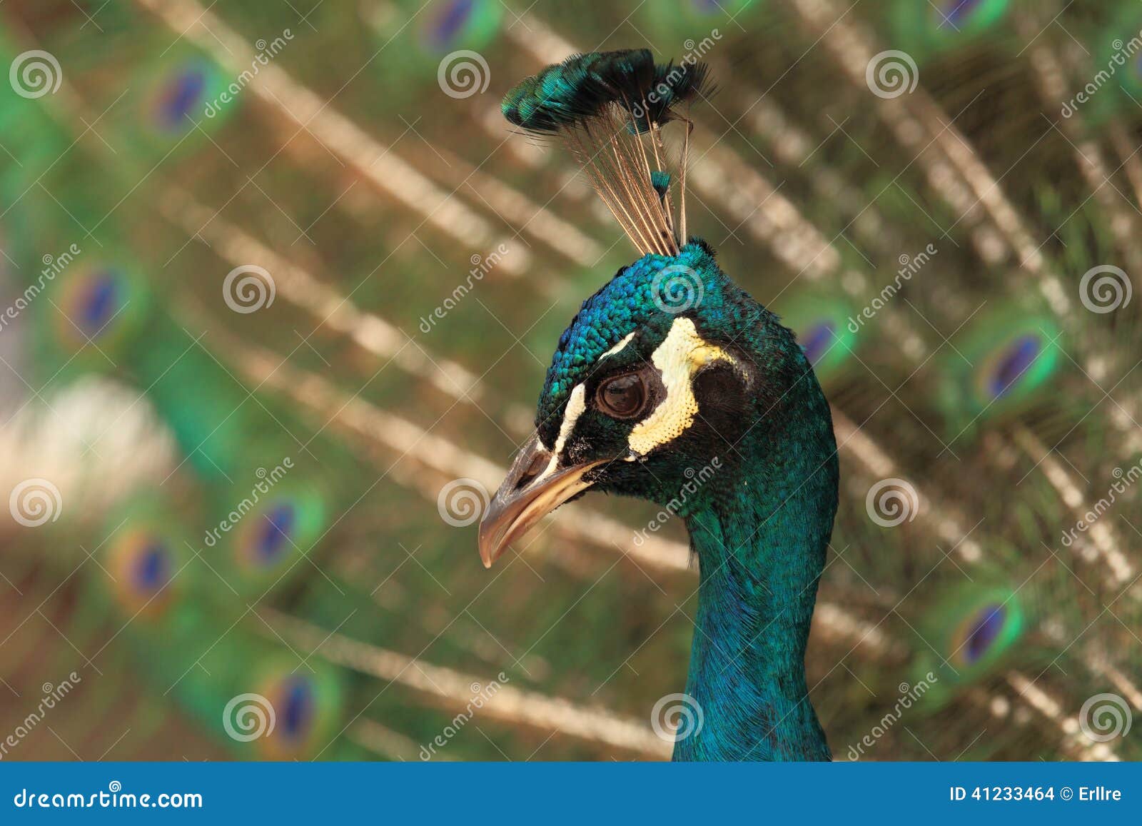 Peacock stock photo. Image of plumage, background, beak - 41233464