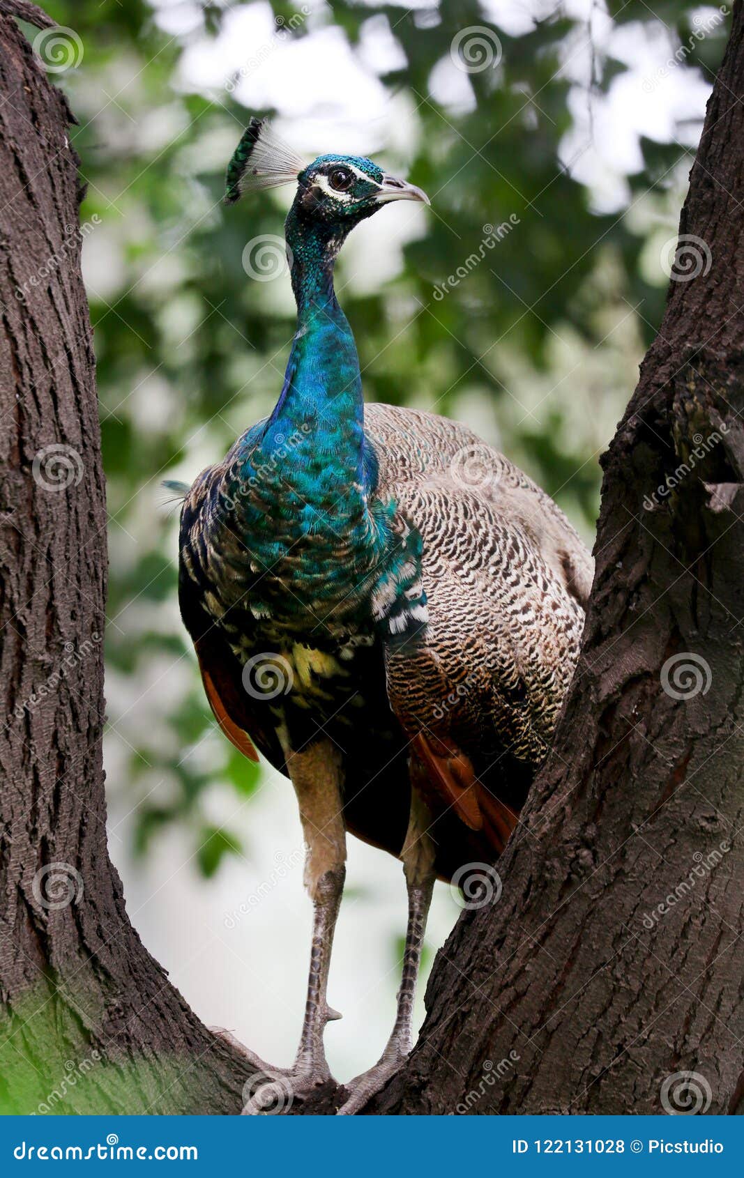 Peacock stock photo. Image of beautiful, forest, accipiter - 122131028