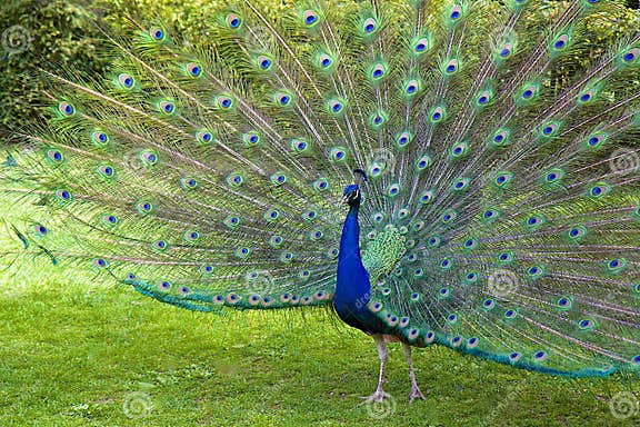 Peacock stock image. Image of male, background, colourful - 53663531