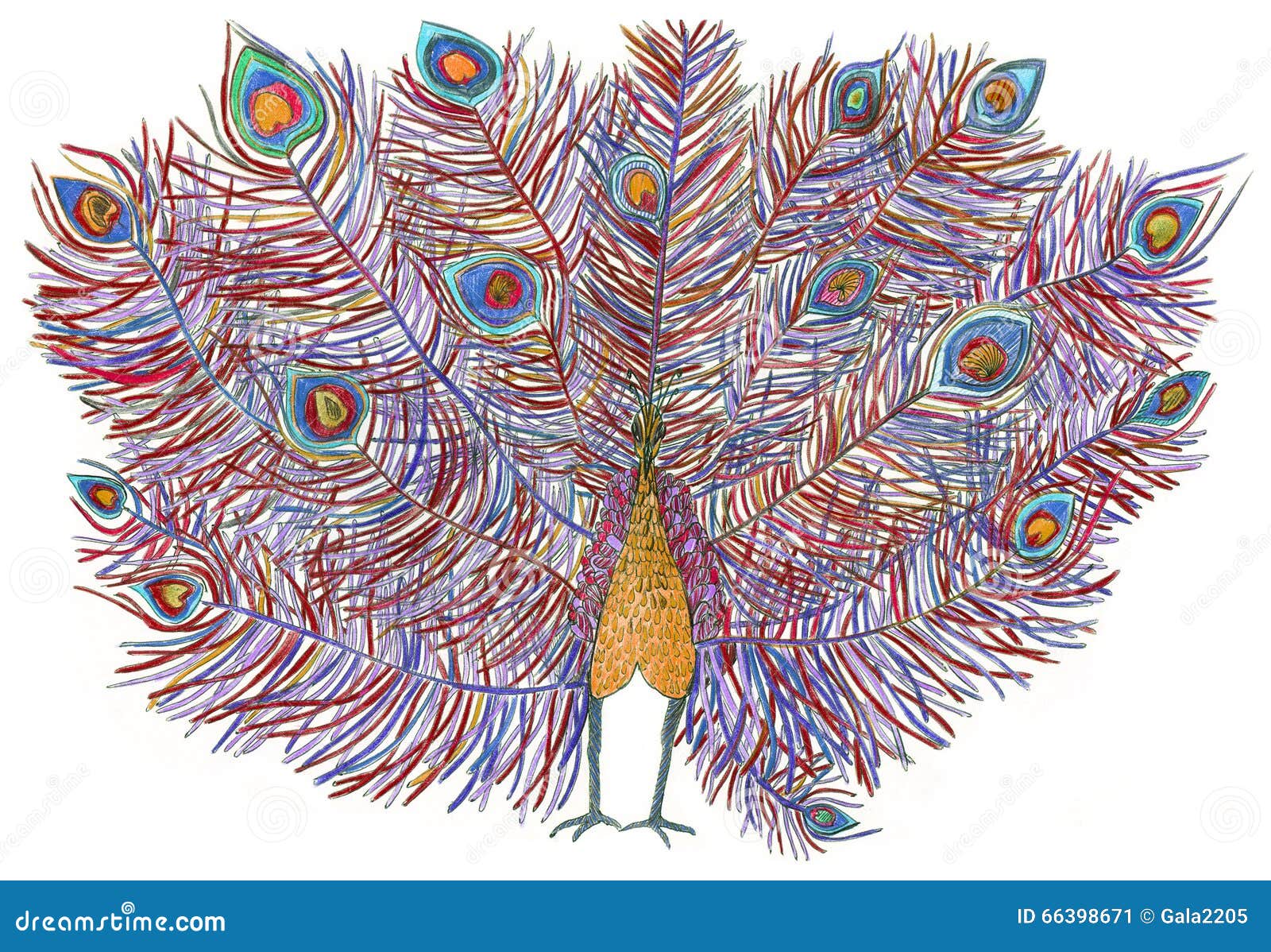 Peacock. beautiful tail stock illustration. Illustration of abstract ...