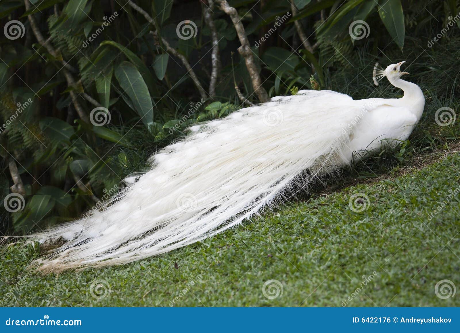 Peacock with Beautiful Train Stock Photo - Image of bird, tropical: 6422176