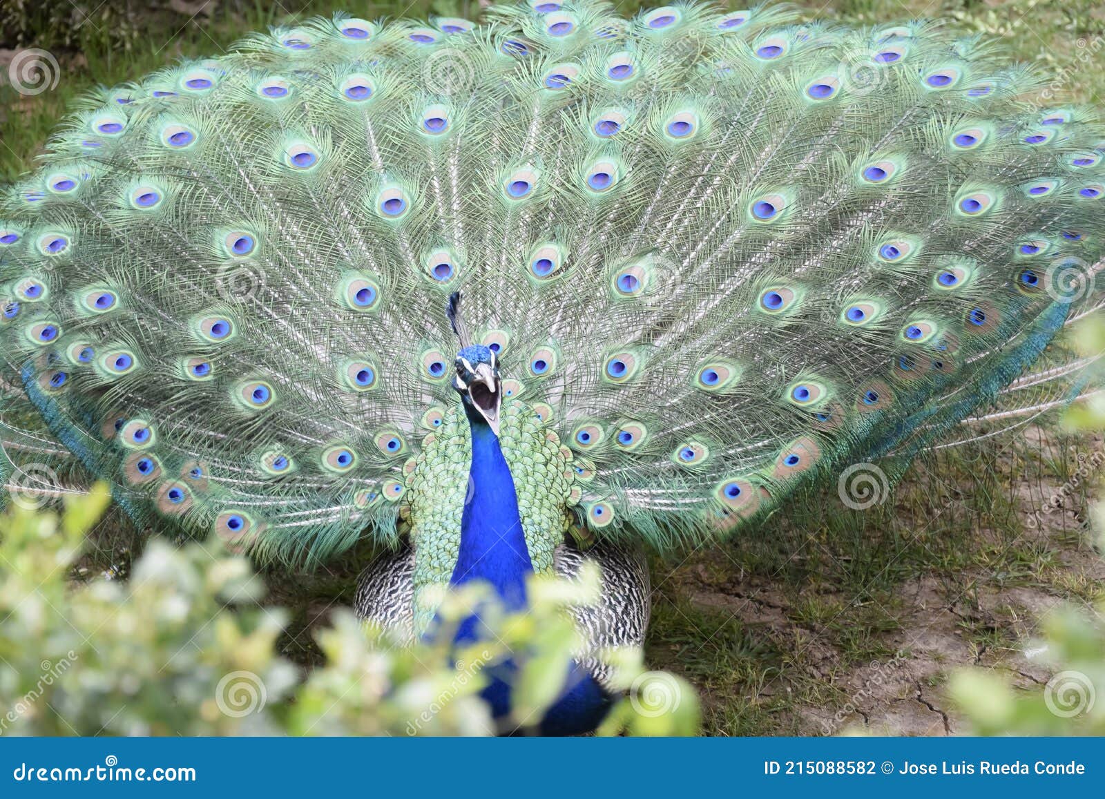 Peacock Begins the Call of His Courtship Ritual Stock Photo - Image of ...