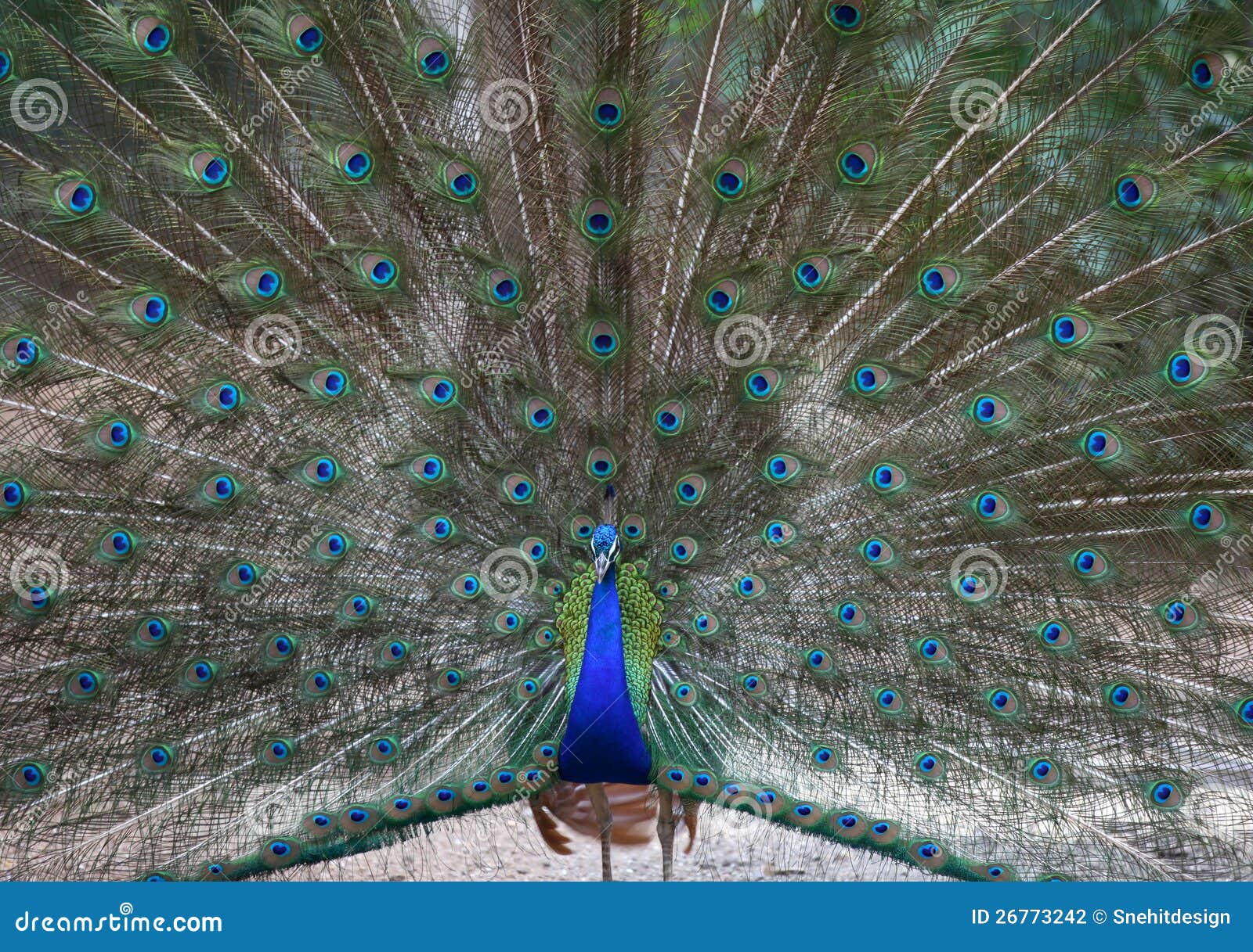 Peacock bird stock photo. Image of beauty, pattern, dancing - 26773242