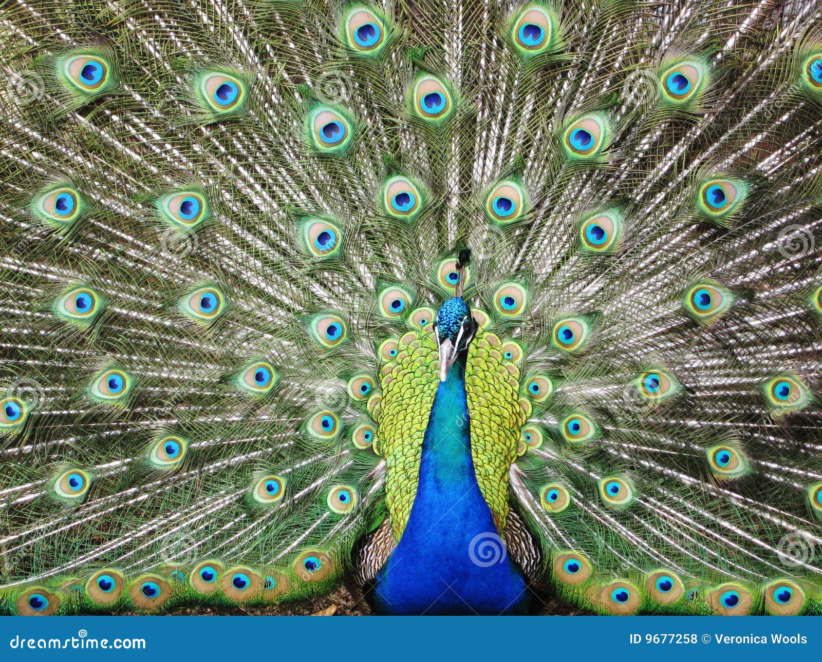 Peacock Bird stock photo. Image of green, beautiful, fanlike - 9677258