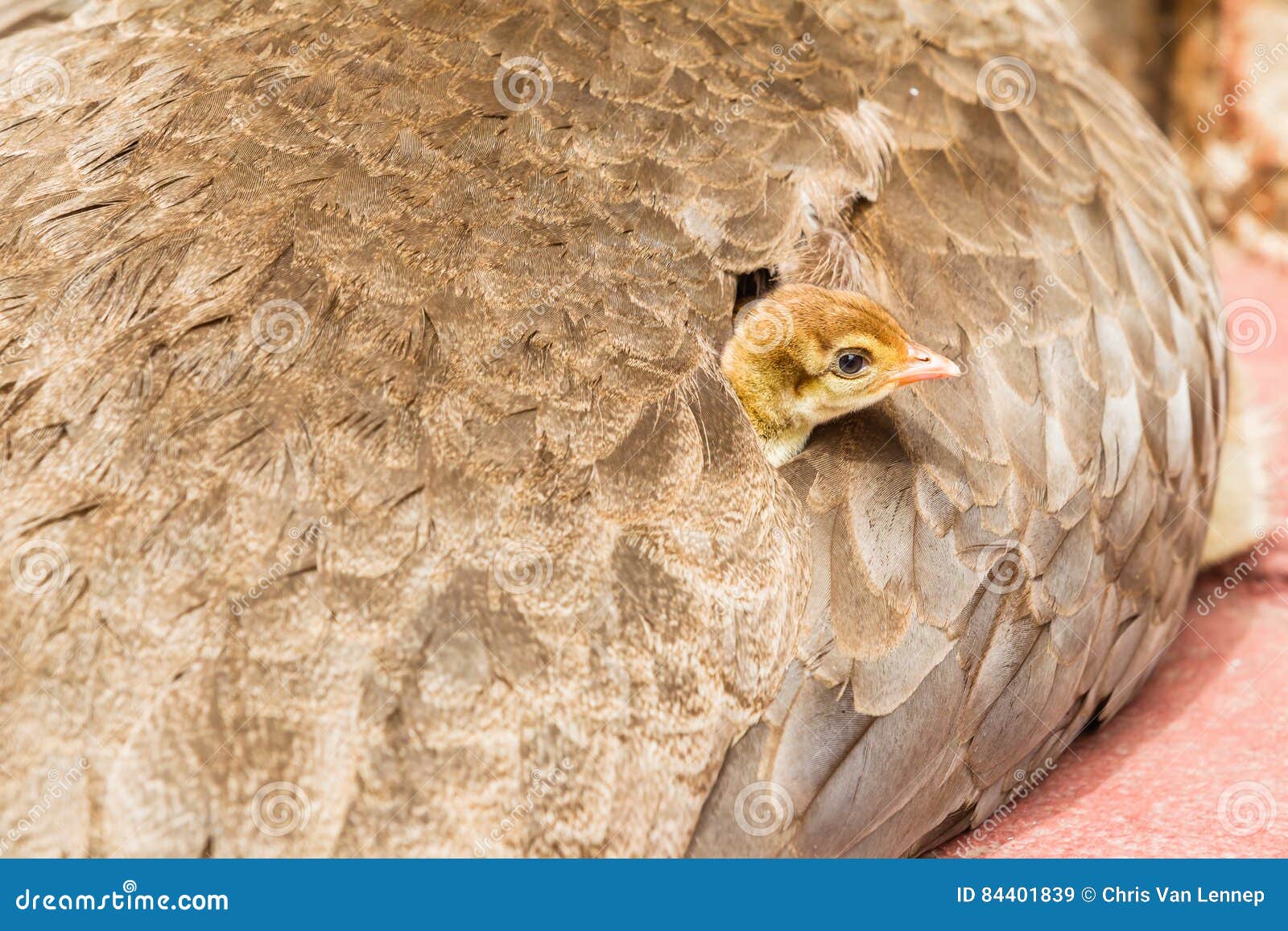 Peacock Bird Chick Security Stock Image - Image of summer, young: 84401839