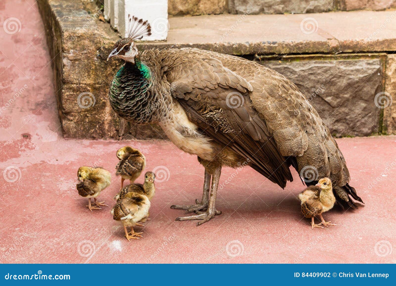 Peacock Bird Chicks stock photo. Image of summer, closeup - 84409902