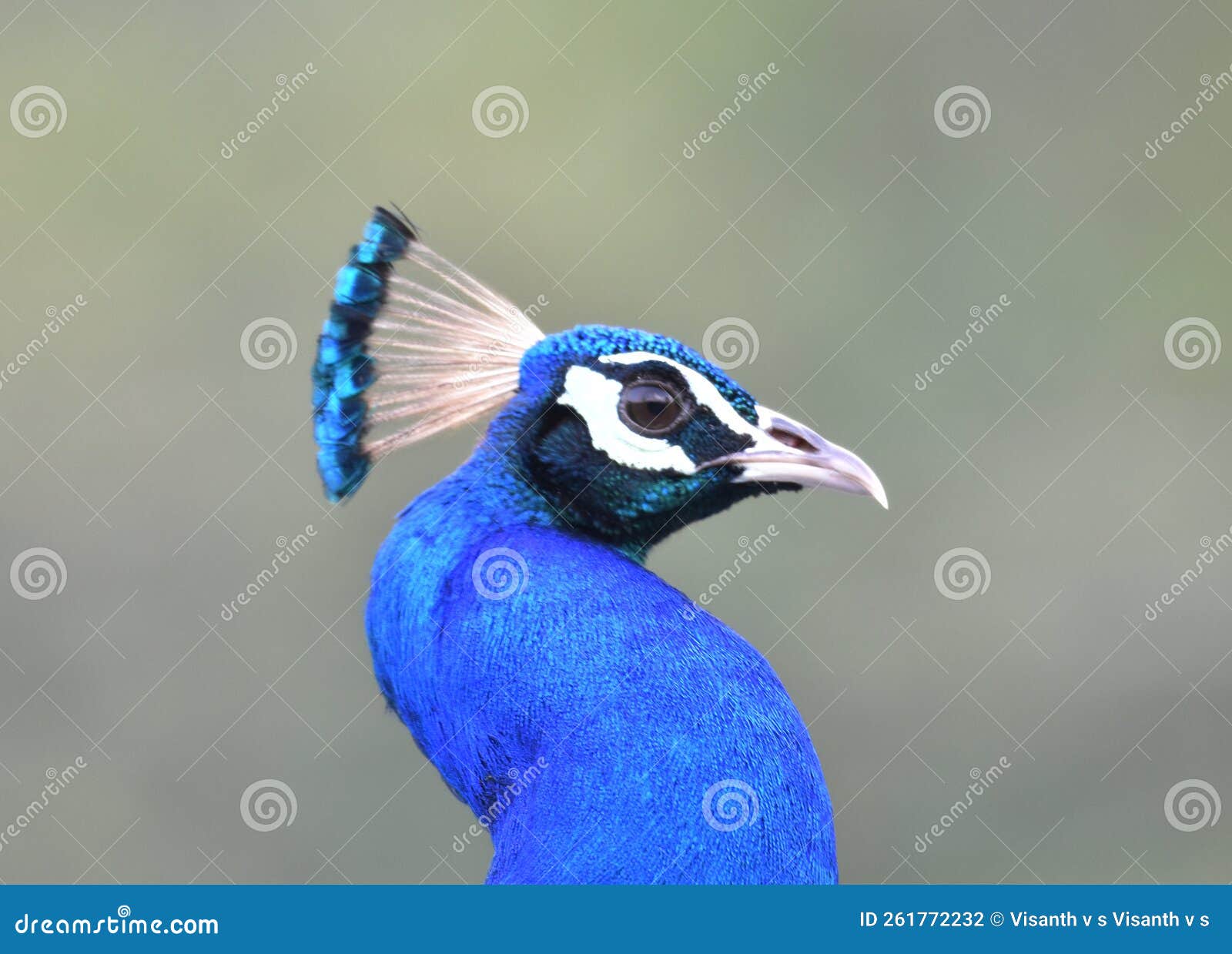 Peacock bird face closeup stock photo. Image of wildlife - 261772232