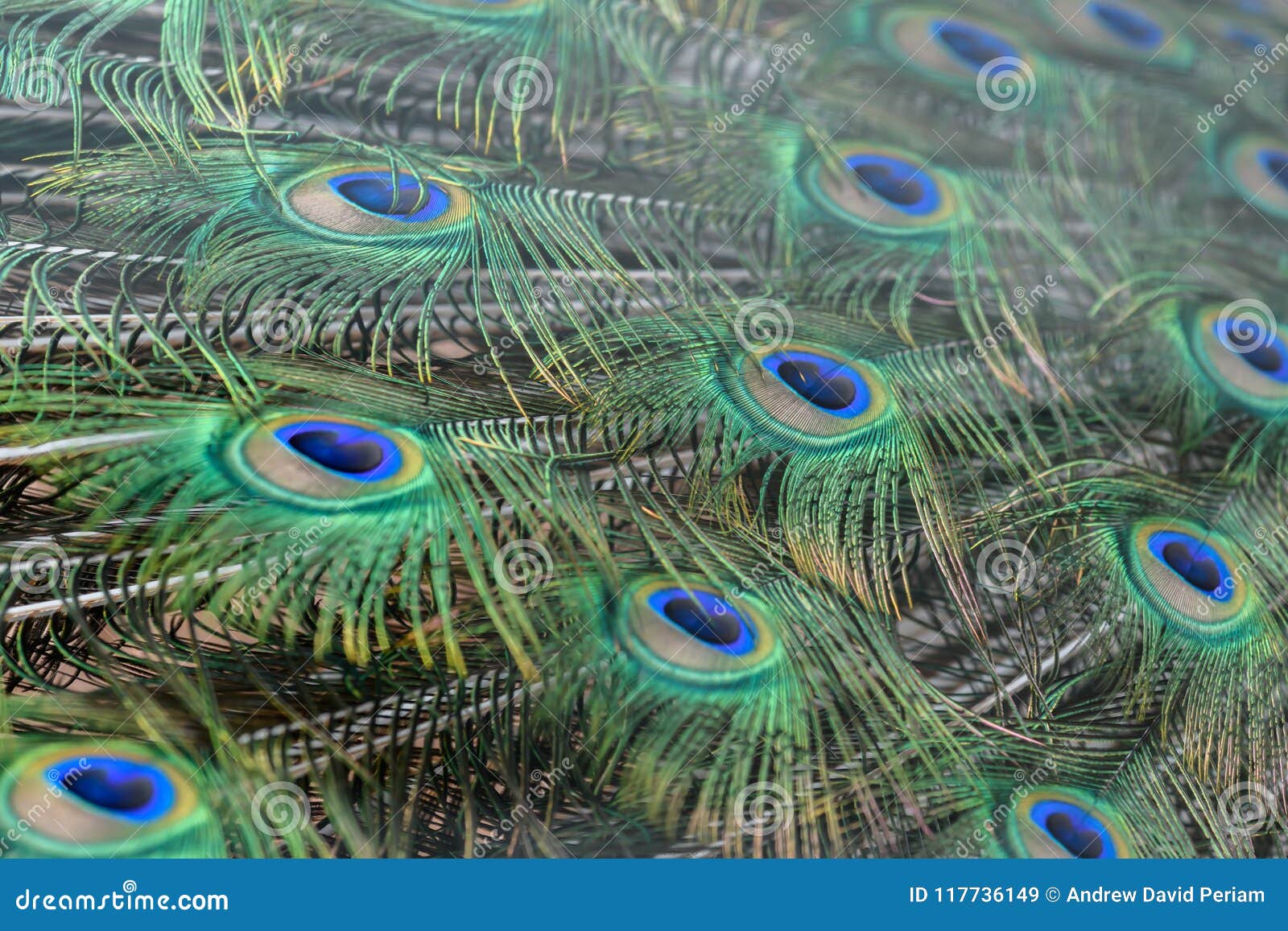 Peacock Bird Feathers Close Up Stock Image - Image of elegance, animal ...